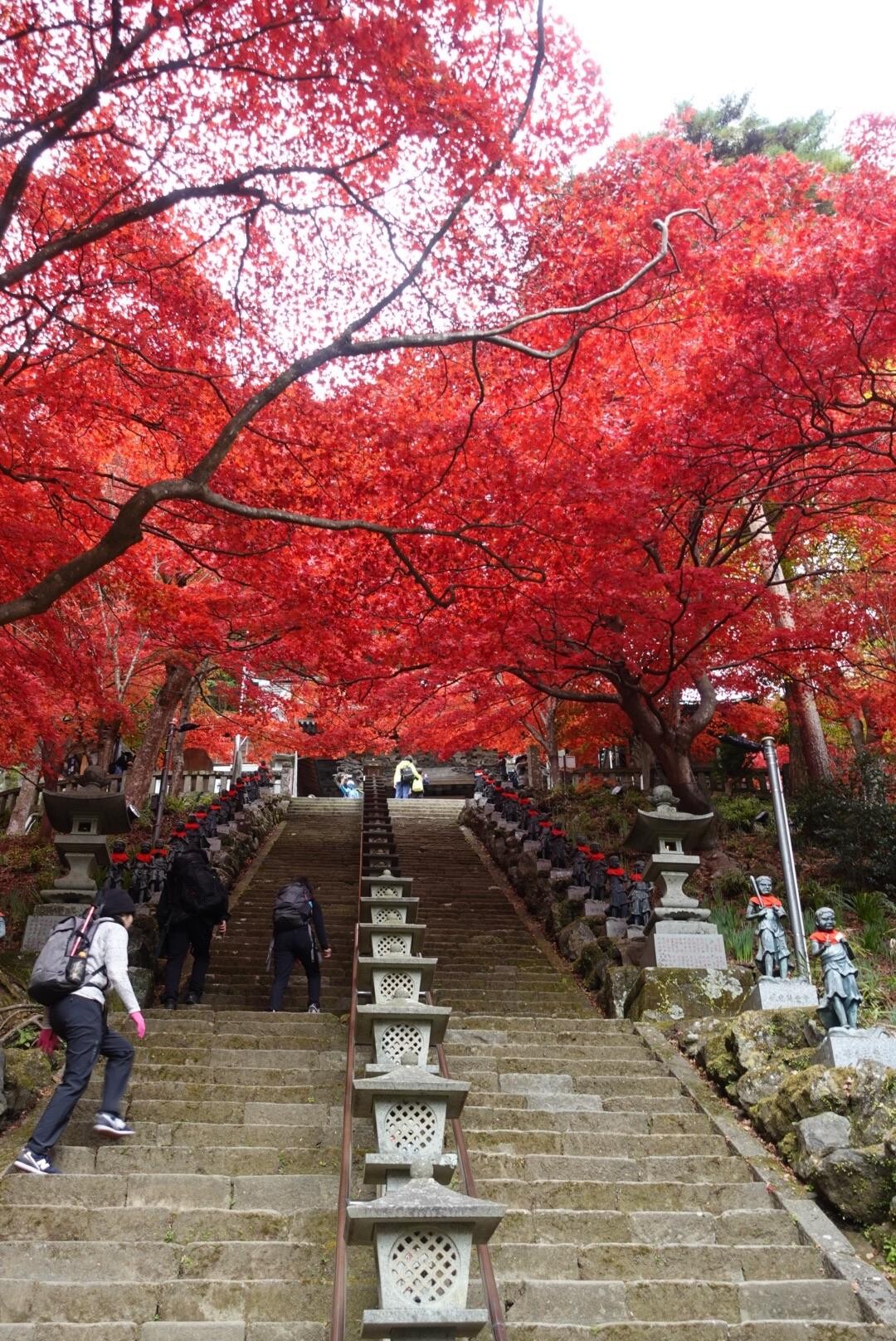 紅葉の大山2023 / K_Matsuさんの塔ノ岳・丹沢山・蛭ヶ岳の活動データ | YAMAP / ヤマップ