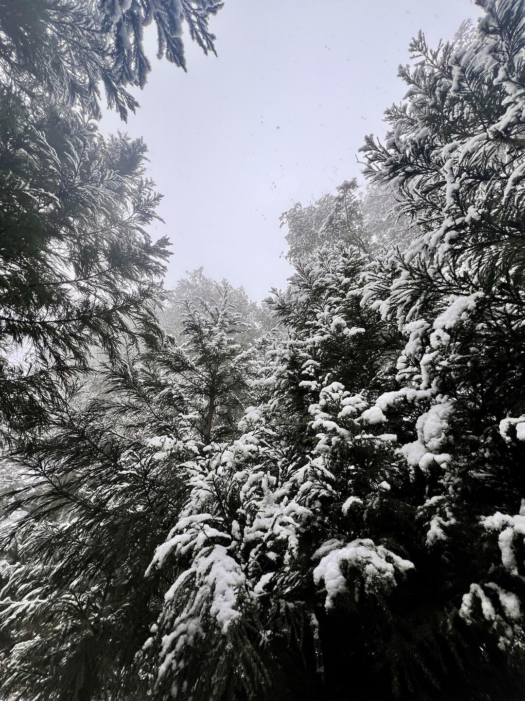 徐々に白の世界に…* ️·̩͙ / miiさんの鳴神山・吾妻山の活動日記 | YAMAP / ヤマップ