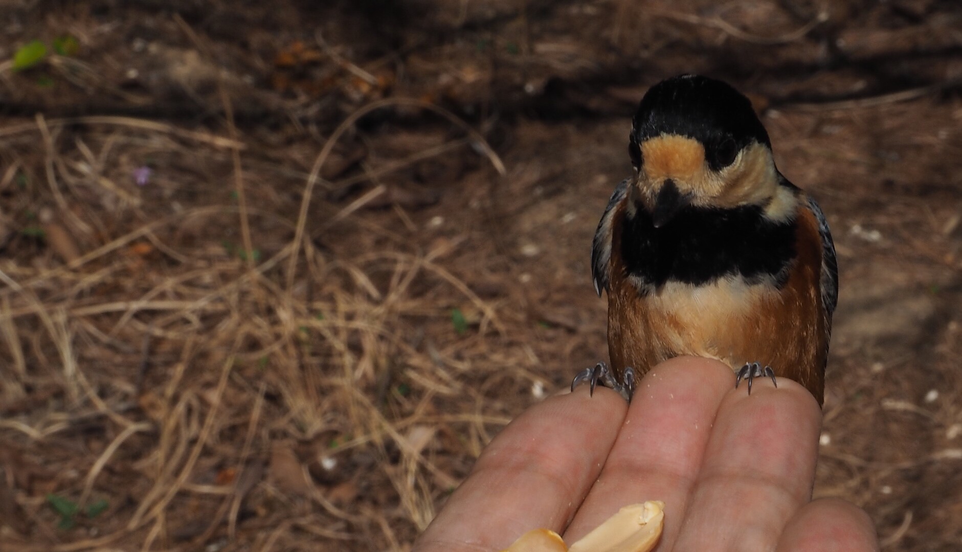 城山・こねこ山・猫山 / mt. sugさんの大高見峰・猫山・城山の活動データ | YAMAP / ヤマップ