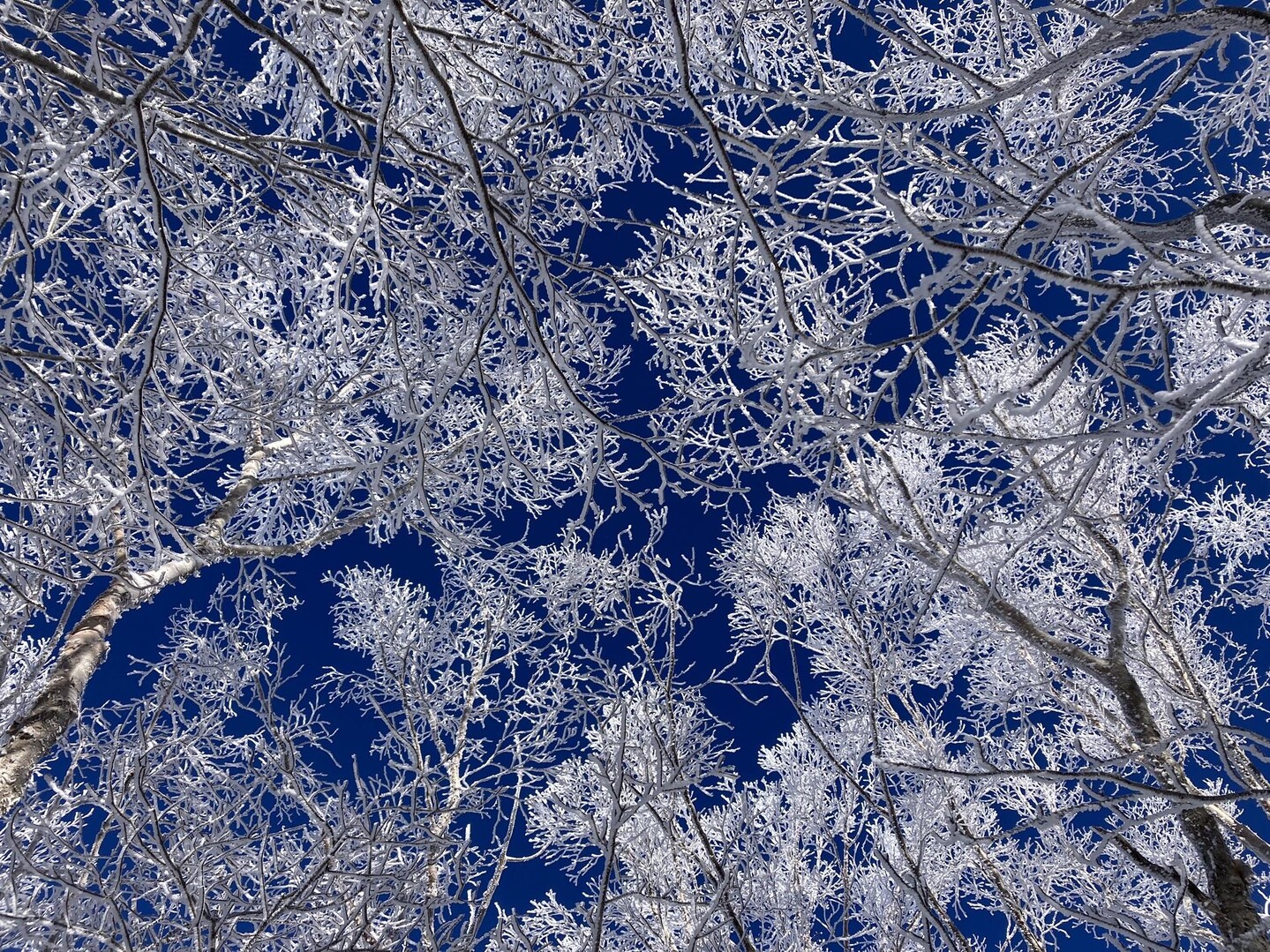 南沢山〜男埵山(ふるさと村↑馬籠峠↓)☆雪薮MIXのWッセル。 / Siさんの恵那山・大判山・神坂山の活動データ | YAMAP / ヤマップ