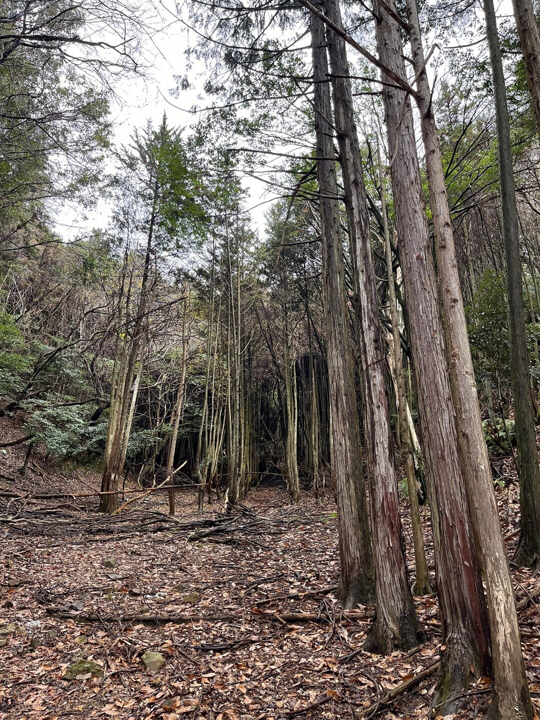 箕面の森整備 ボランティア活動でした。 ... / りょうちゃんぺさんのモーメント | YAMAP / ヤマップ