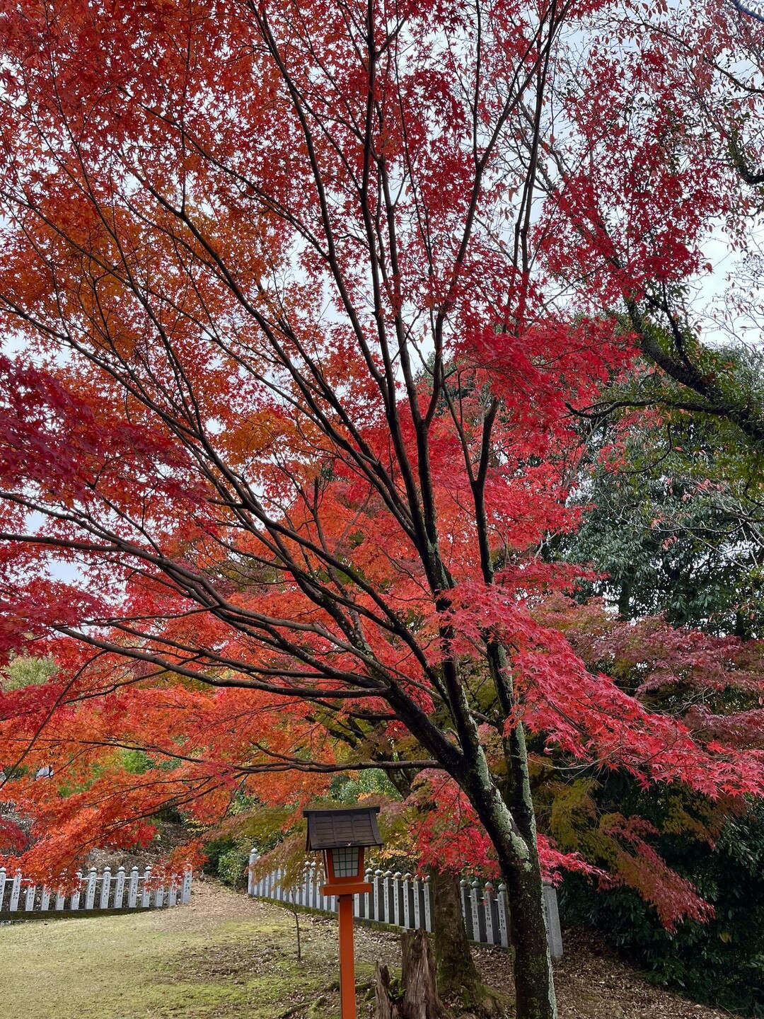 寂光院の紅葉🍁～継鹿尾山プチ登山⛰ / gaitoさんの鳩吹山の活動データ | YAMAP / ヤマップ