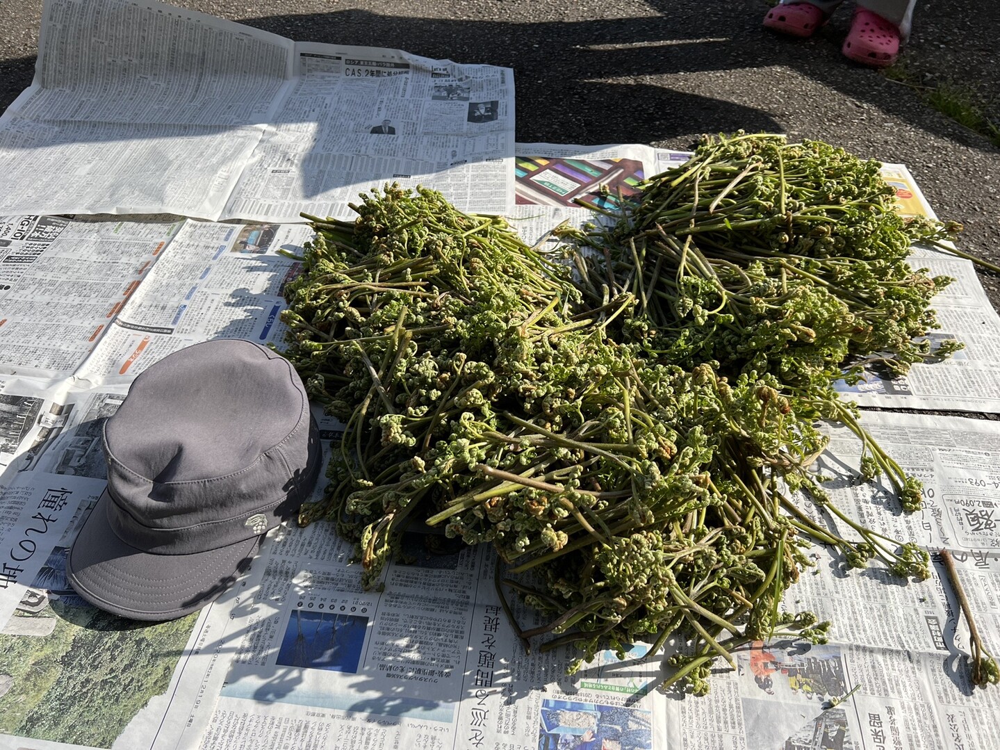 ワラビ採ってきた🎶 mayumiさん... / papaさんのモーメント | YAMAP / ヤマップ