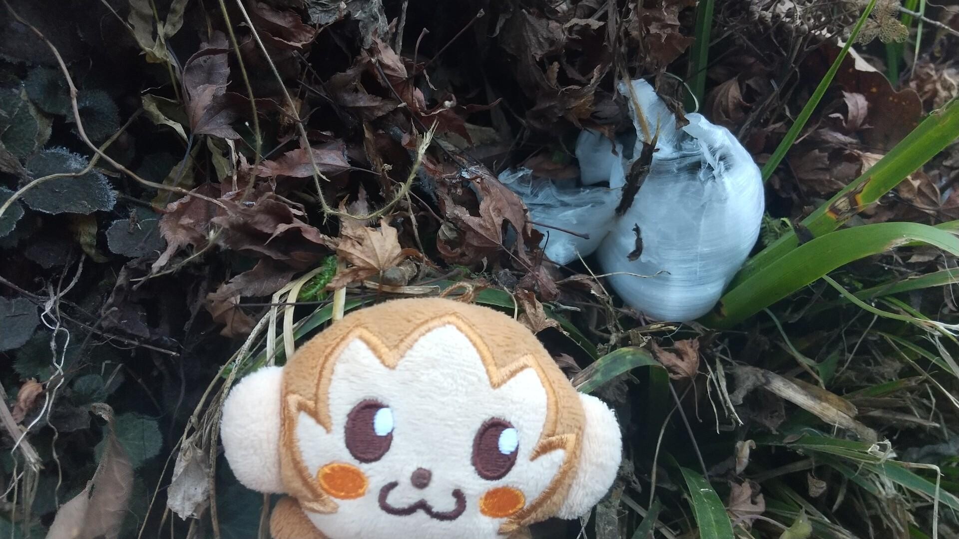 今シーズン、初シモバシラ氷の華 見つけた... / kumakoさんのモーメント | YAMAP / ヤマップ