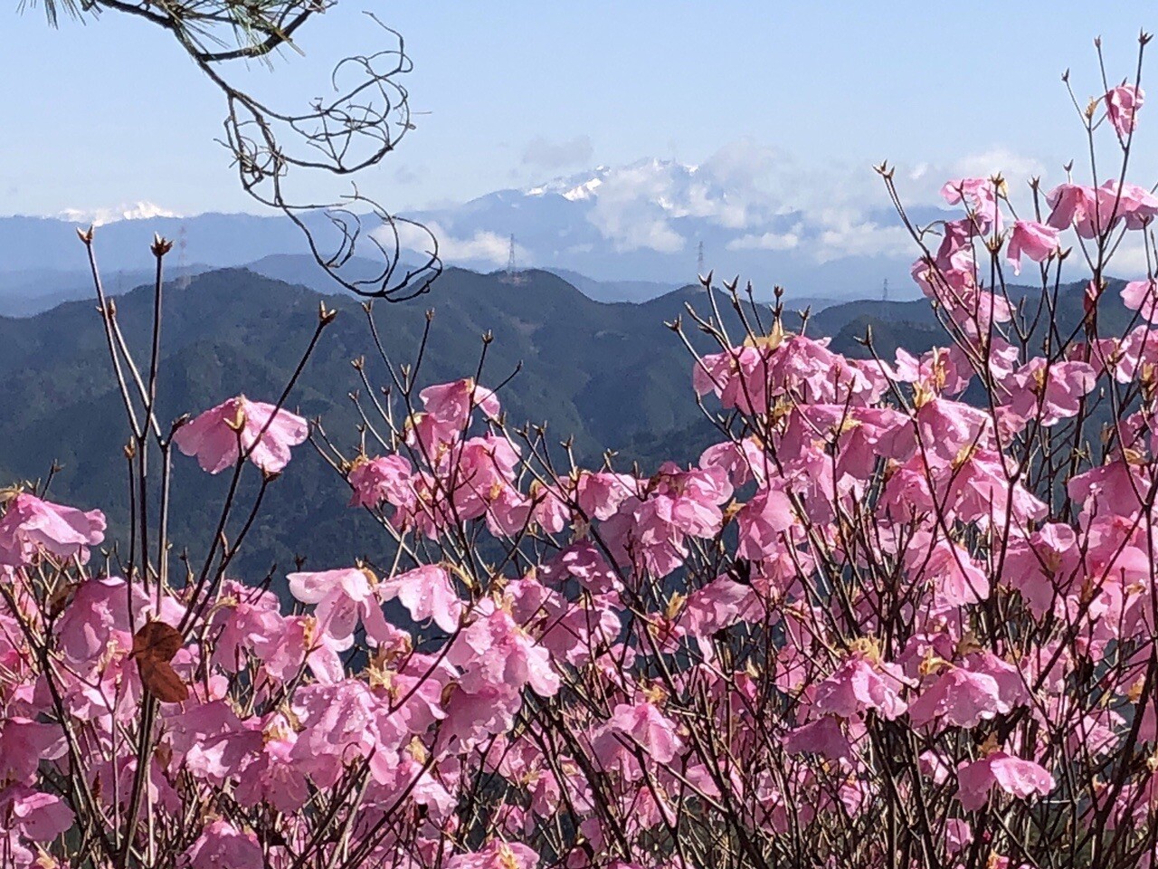 納古山 マイナールートで嬉しい出会い💕 / M K1218さんの納古山の活動日記 | YAMAP / ヤマップ
