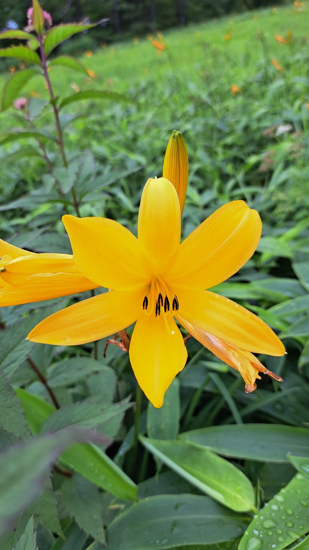 霧降高原 ニッコウキスゲ / str_0307さんの女峰山・赤薙山・大真名子山の活動データ | YAMAP / ヤマップ