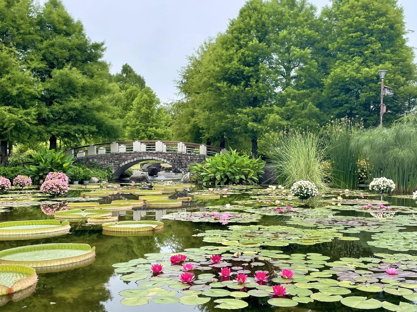 “モネの池”滋賀ver. / ヨシさんのウォーキングの活動データ | YAMAP / ヤマップ