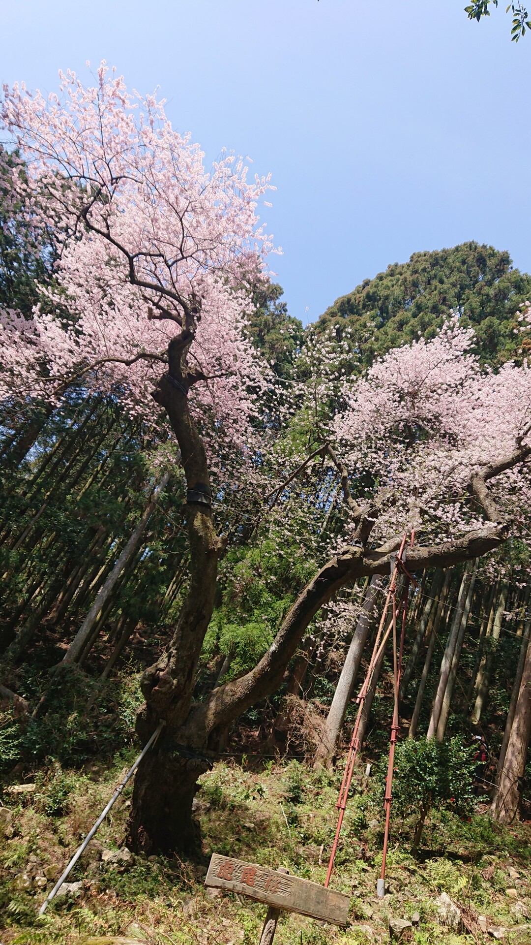 ウォーキング-2021-03-24 / やまん婆ぁ～(やまんば)さんのウォーキングの活動日記 | YAMAP / ヤマップ