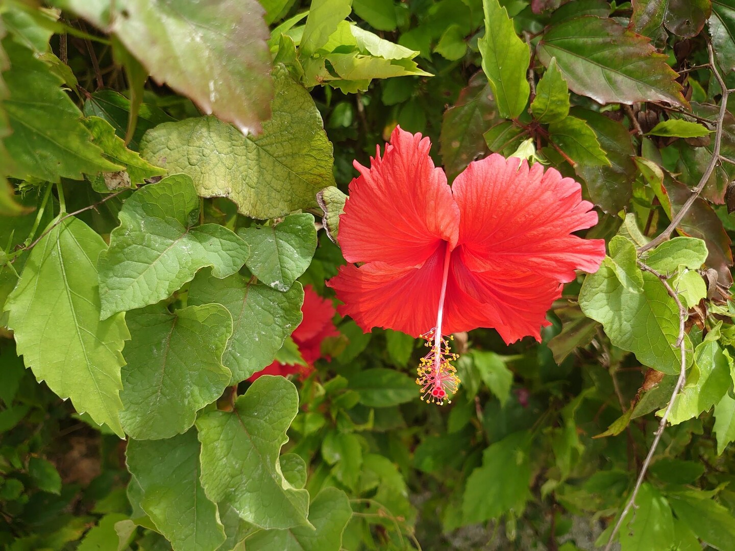 八重山のお花たち🌺 / KUMIさんのモーメント | YAMAP / ヤマップ