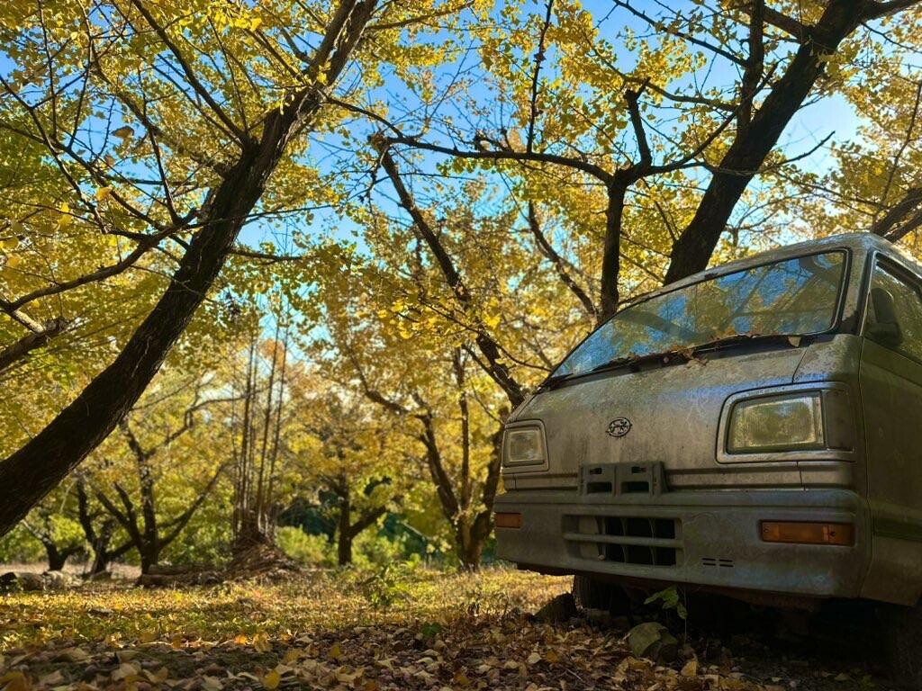 イチョウ畑と明星山🌼♡ / さやさんの明星山・白金山の活動データ | YAMAP / ヤマップ