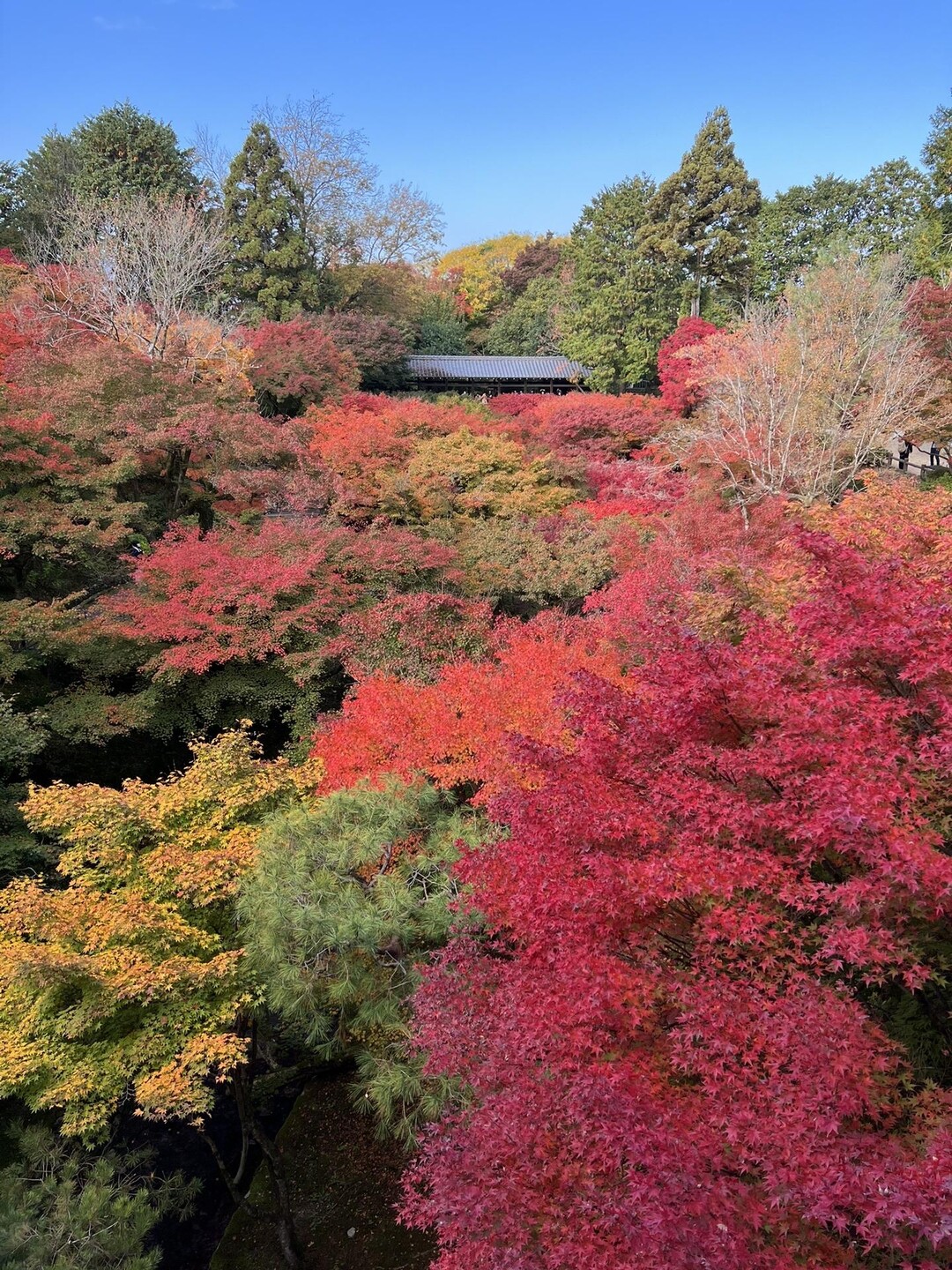 そうだ京都行こう。 紅葉の季節、行きたい... / harusan ~さんのモーメント | YAMAP / ヤマップ