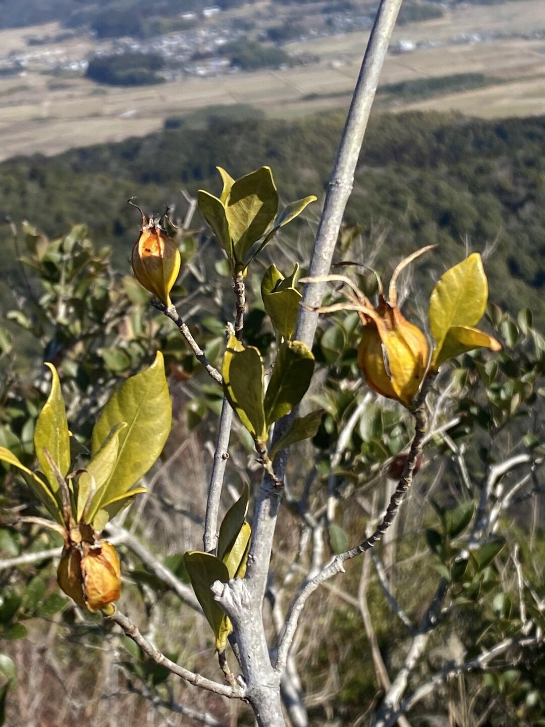 ぽかぽかいい天気☀️ / AZUMBOさんの鳥神岡の活動データ | YAMAP / ヤマップ