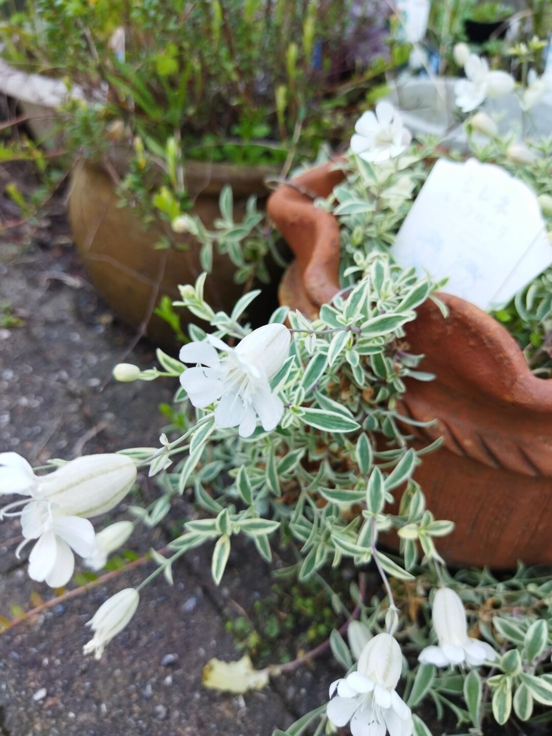 お山はもう少し我慢〜💦💦 4月28日... / おだや〜p(^-^)qさんのモーメント | YAMAP / ヤマップ