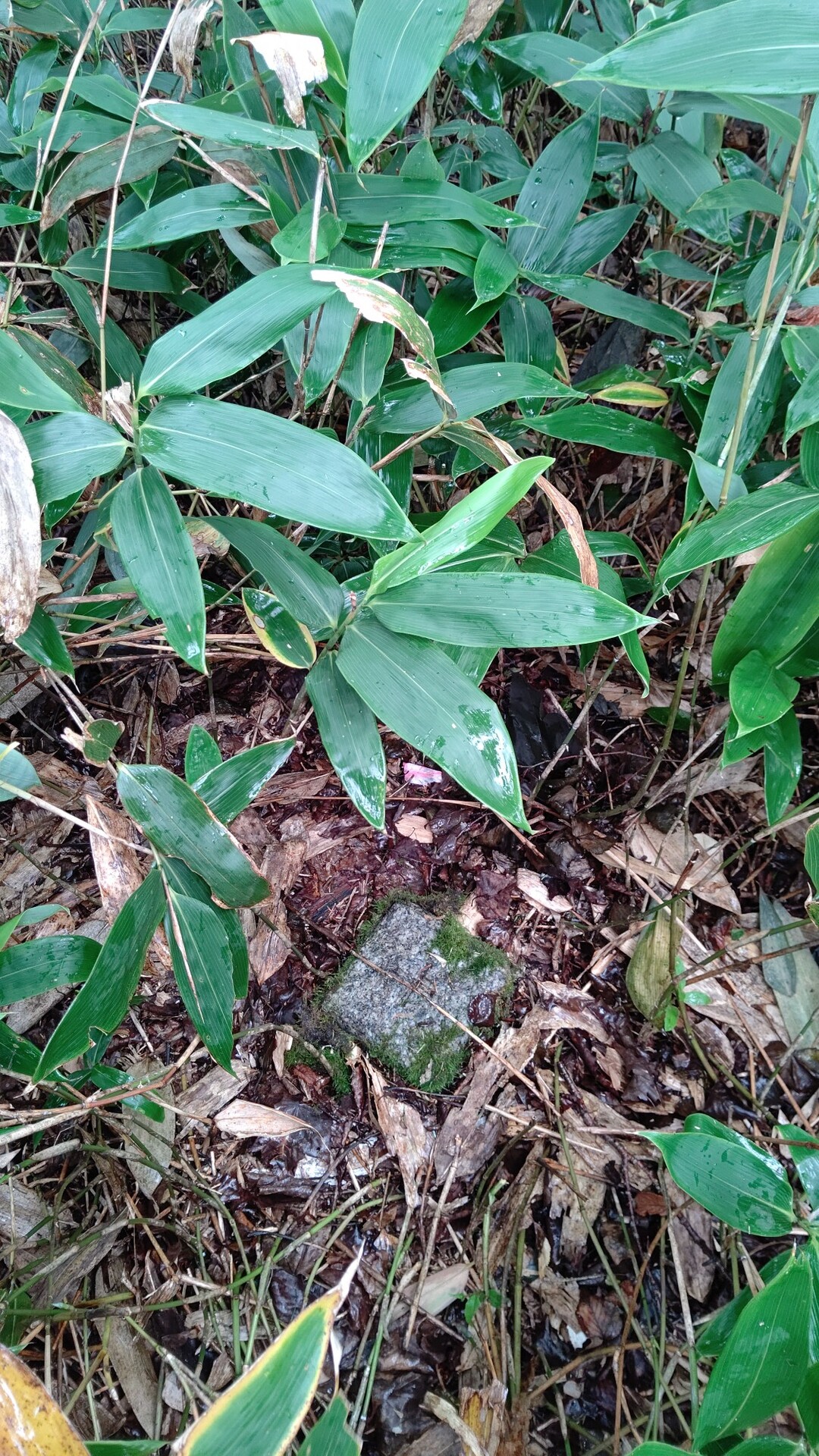 宇円沙流岳 / ランエボさんのGT3 7の活動日記 | YAMAP / ヤマップ