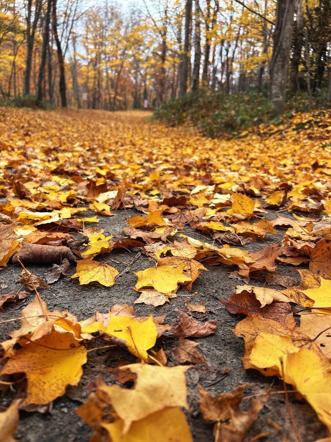 豊平山（焼山） / TERUさんの豊平山（焼山）の活動データ | YAMAP / ヤマップ