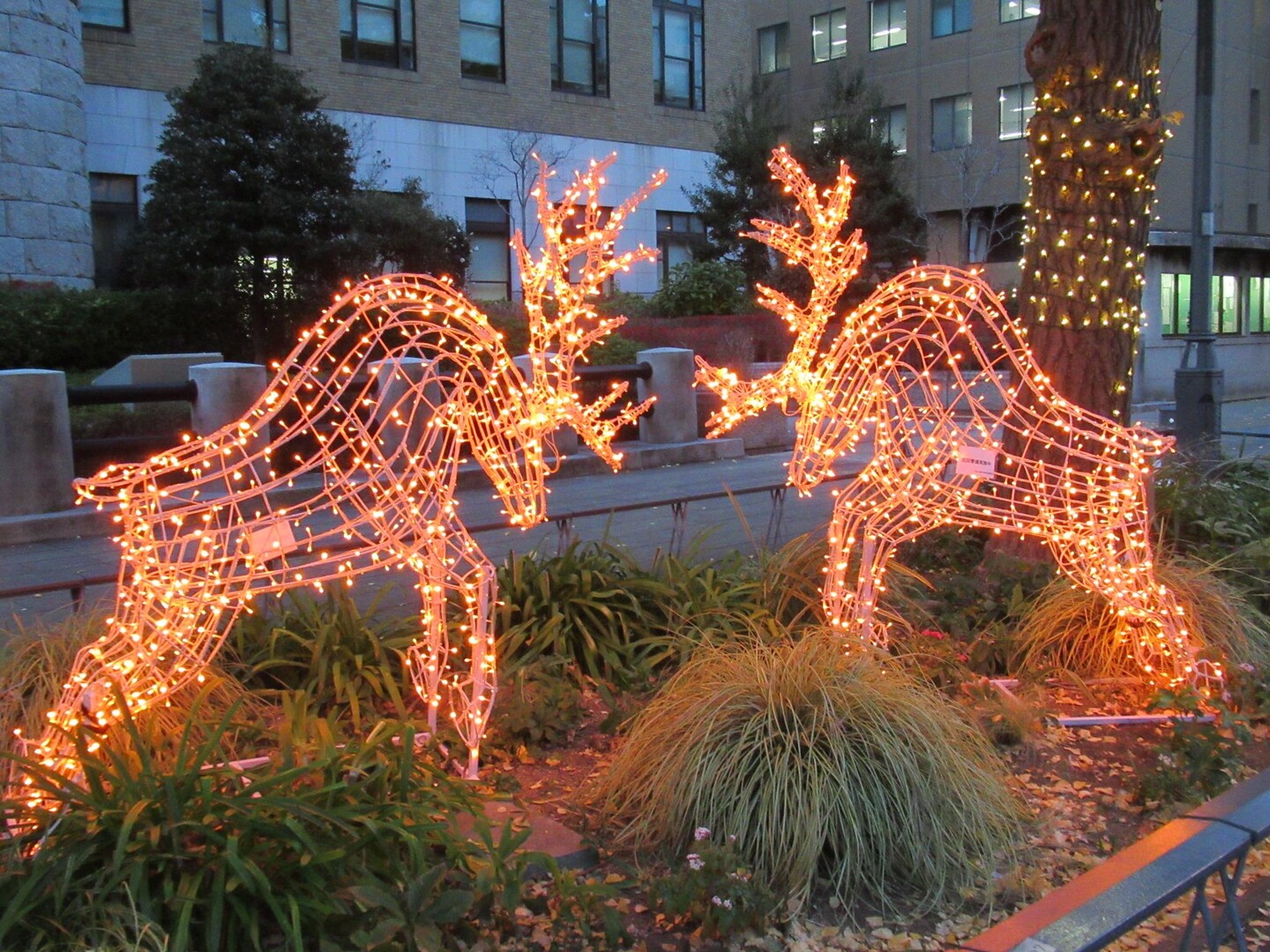 横浜イチョウ並木&イルミネーション🚲 / ryuyuさんのウォーキングの活動データ | YAMAP / ヤマップ