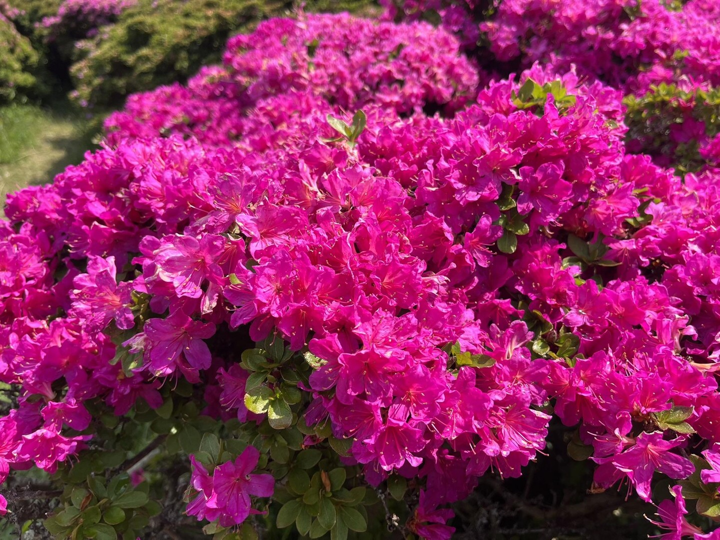 MK🌸狙いで山友と2度目の万年山 / KAORI🍁さんの万年山・伐株山の活動データ | YAMAP / ヤマップ