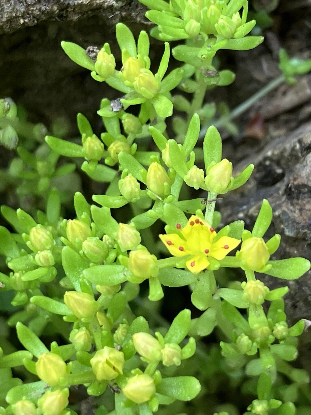 大山 / rikuさんの大山の活動データ | YAMAP / ヤマップ