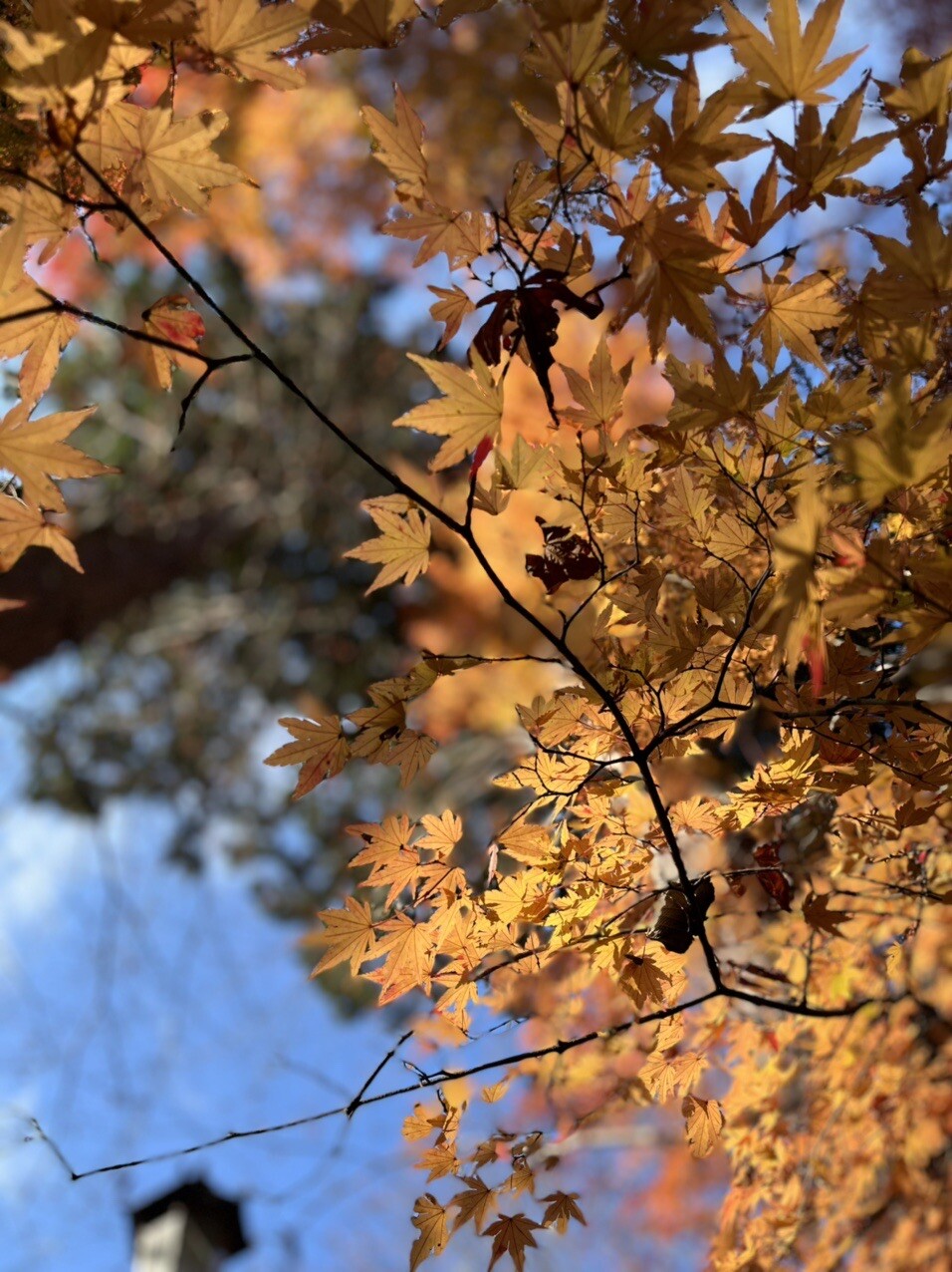 高水山・岩茸石山・馬仏山・惣岳山 / asgymさんの高水山・岩茸石山・惣岳山の活動データ | YAMAP / ヤマップ