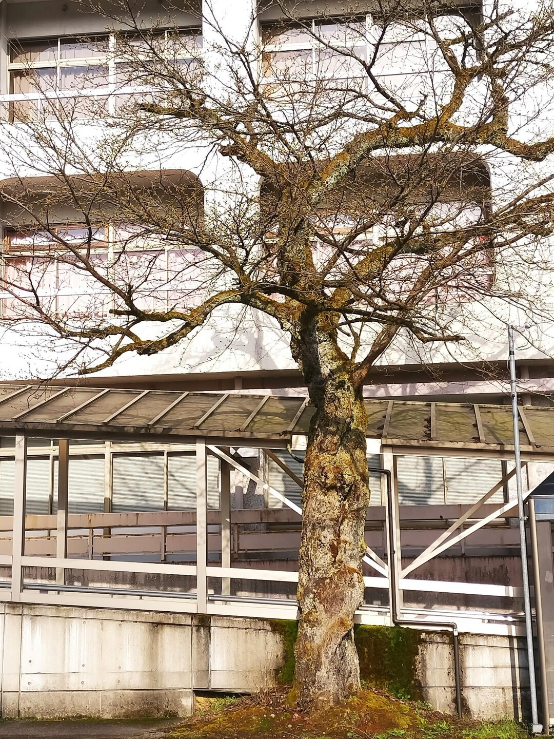 『4月2日』 三条市 下田庁舎 (☀) ... / nontan さんのモーメント | YAMAP / ヤマップ