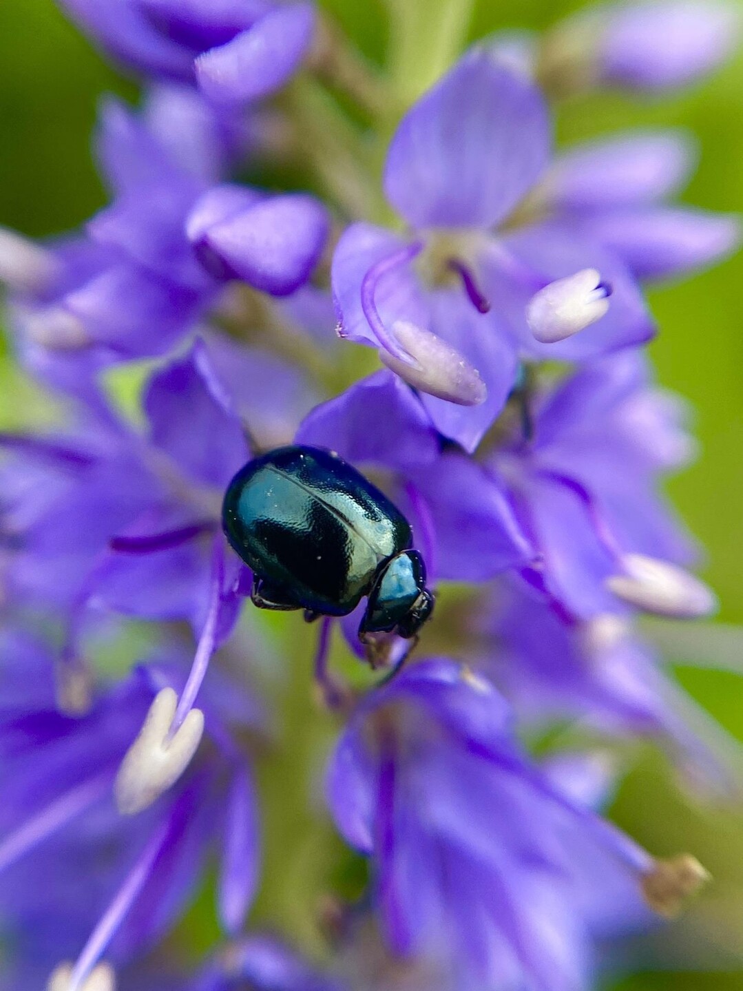 晩夏🪻の伊吹山⛰️花を愛でに行こう〜‼️ / nataiさんの伊吹山・伊吹高原・御座峰の活動日記 | YAMAP / ヤマップ