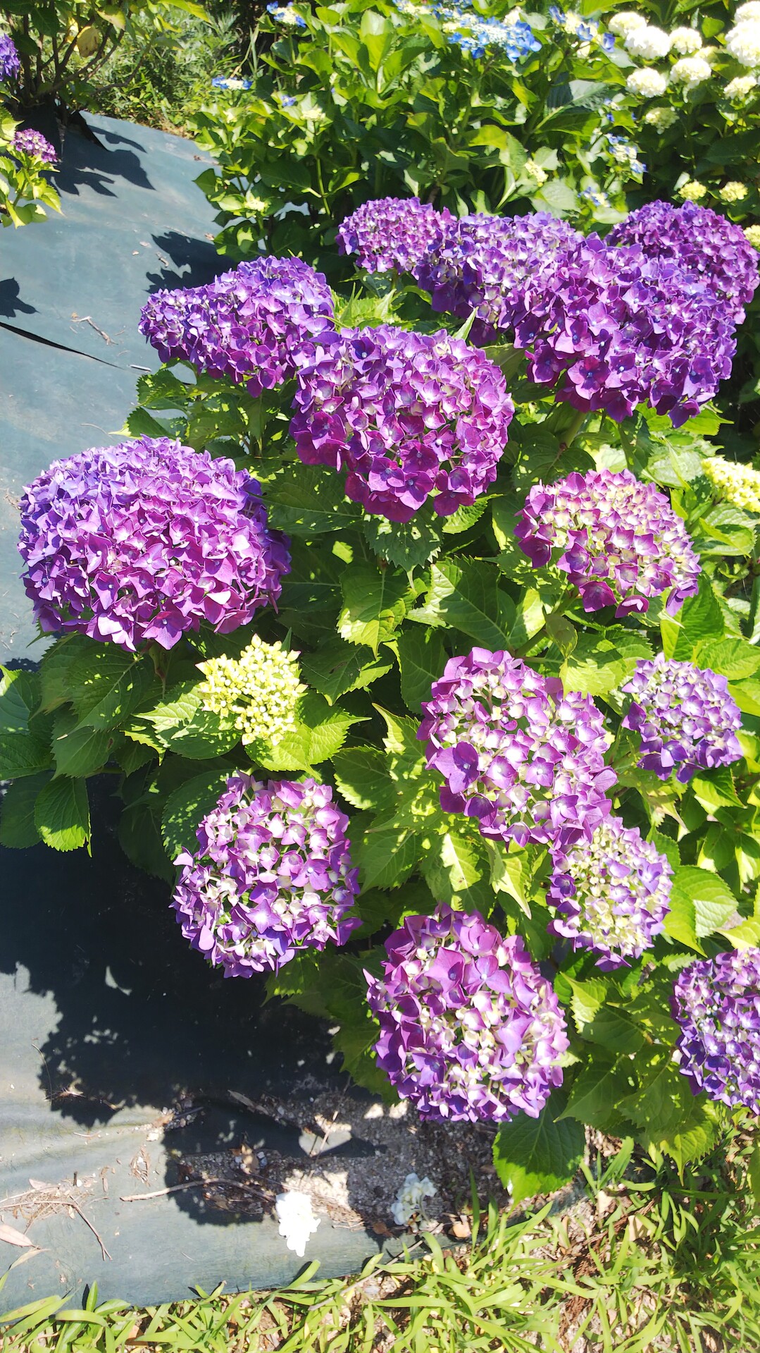 フェイさんの投稿をみて紫陽花を見に二日市... / junさんのモーメント | YAMAP / ヤマップ