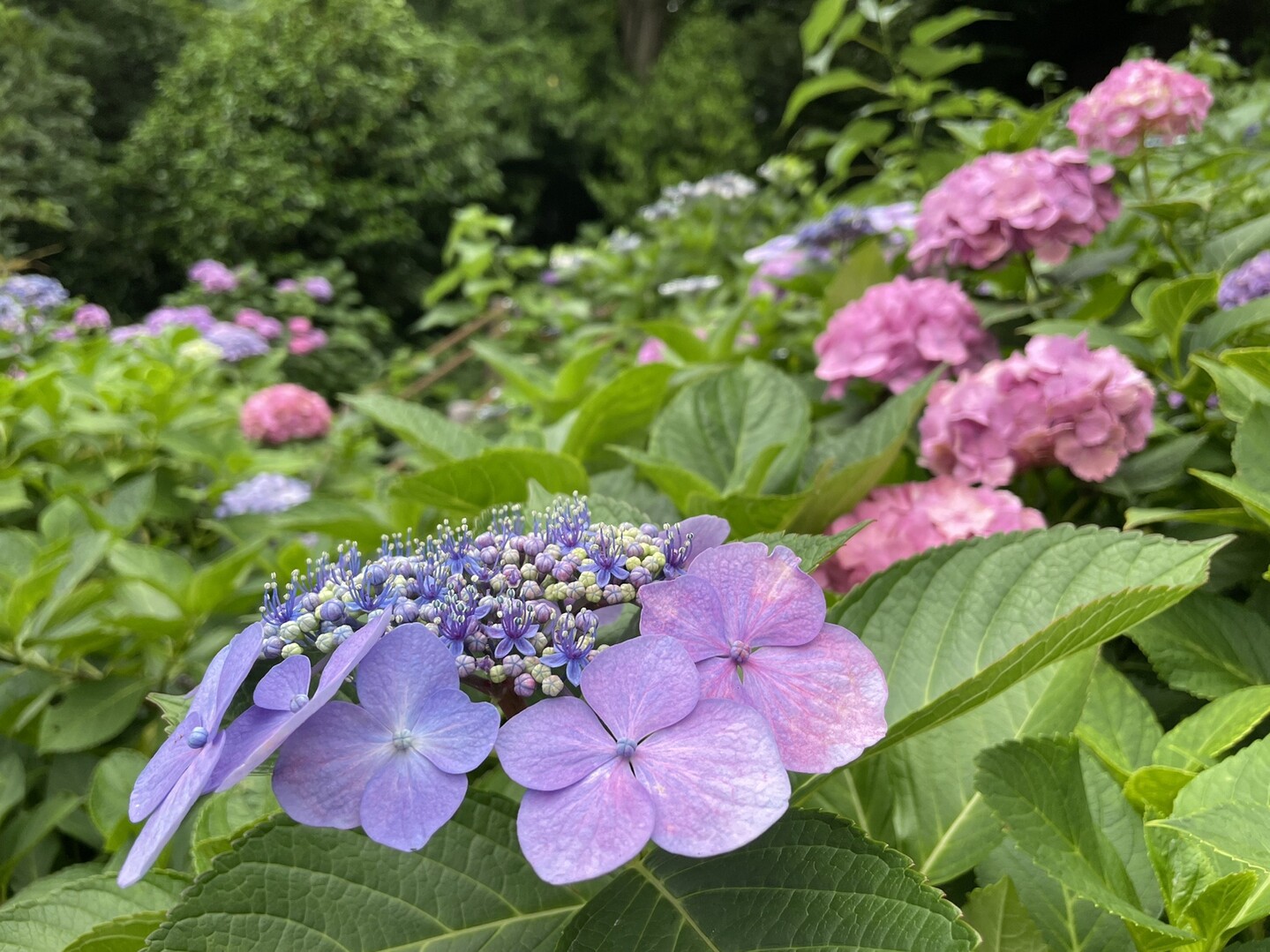 実家にきたので、 飛鳥山公園の紫陽花を見... / sae.irisさんのモーメント | YAMAP / ヤマップ