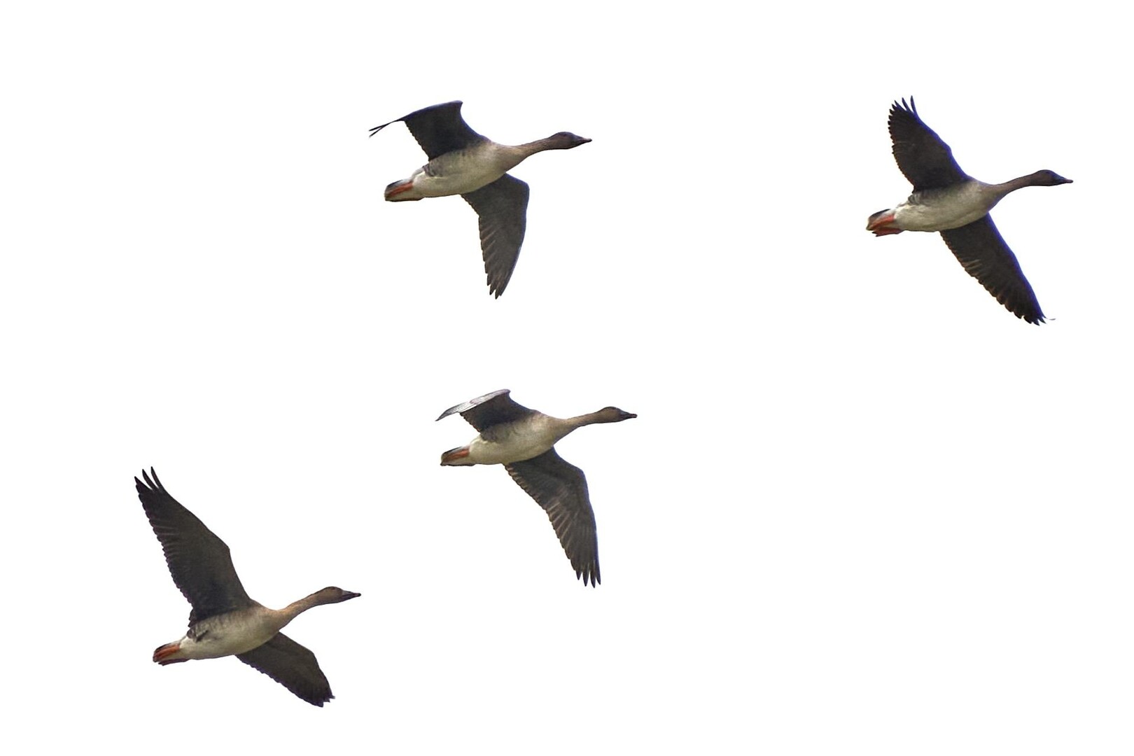 今日は久しぶりに福島潟と瓢湖へ🦢 ヒシ... / rirunaoさんのモーメント | YAMAP / ヤマップ