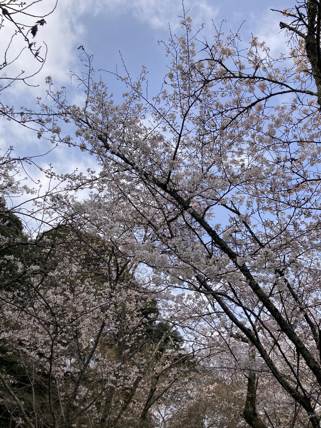 龍王山-2024-03-31 / eriさんのウォーキングの活動データ | YAMAP / ヤマップ