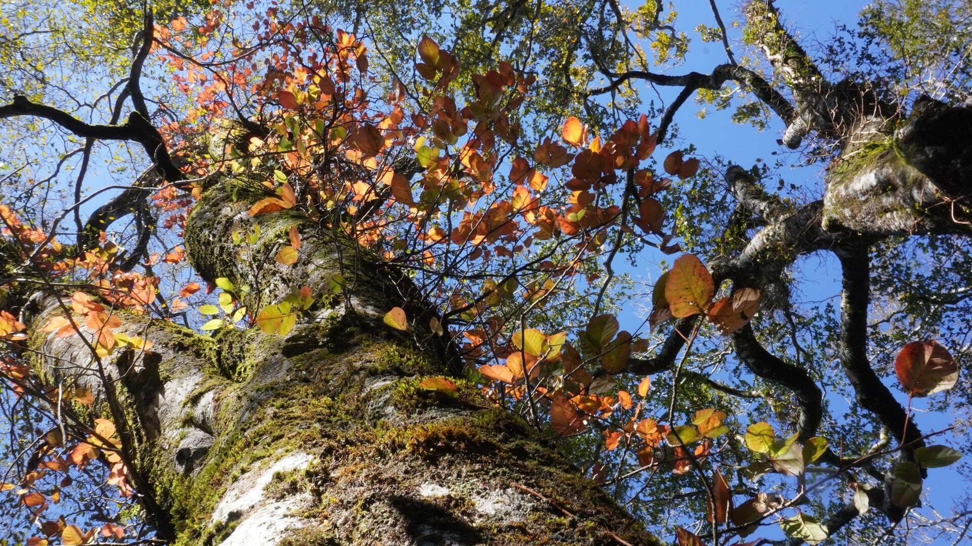 白鳥山 / inurfaさんの岩宇土山・白鳥山・銚子笠の活動データ | YAMAP / ヤマップ