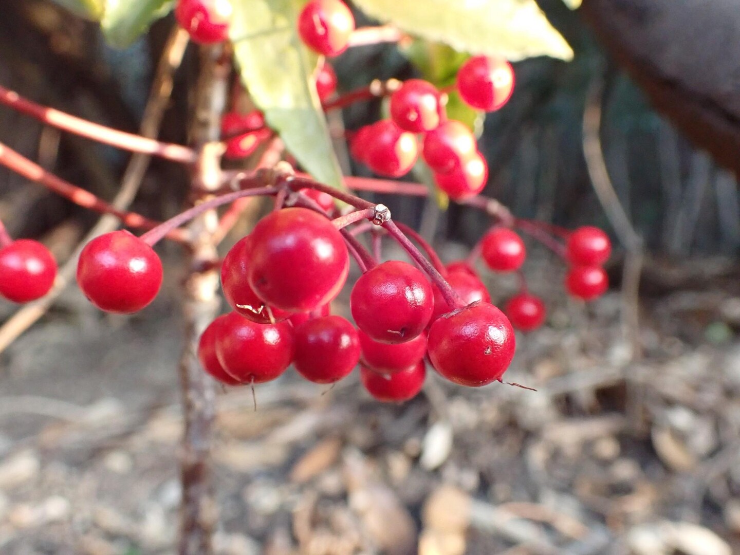 朝さんぽ（京見山）-2024-02-11 / MC先輩さんの京見山・檀特山・朝日山の活動データ | YAMAP / ヤマップ