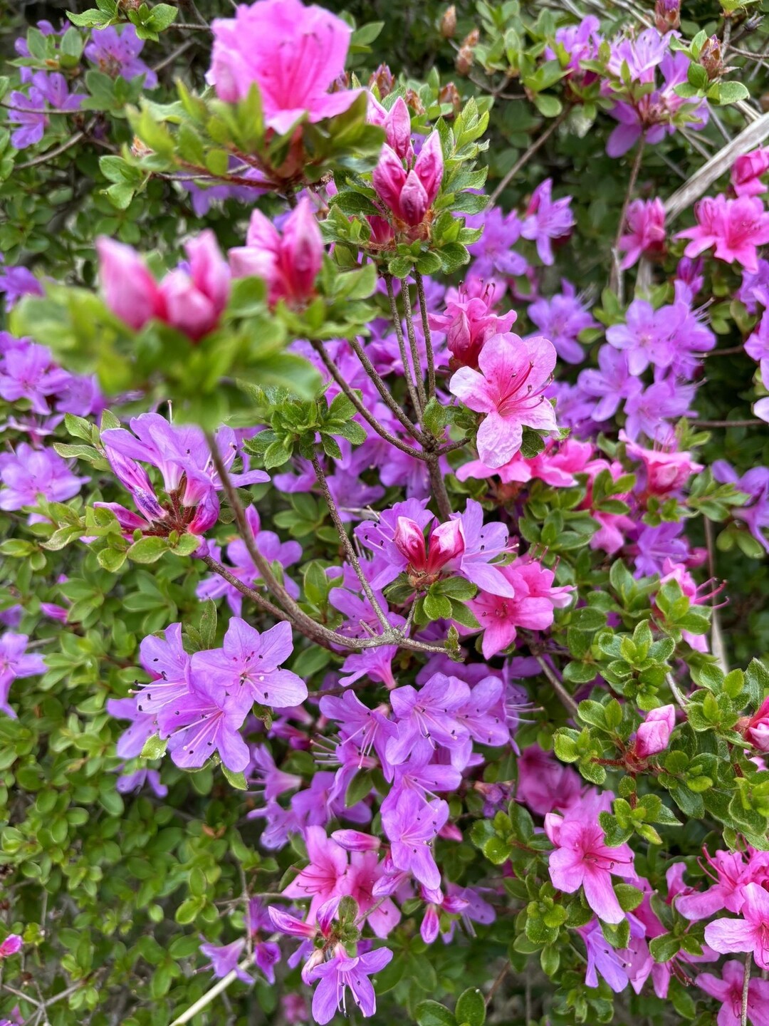 NO39 万年山 2024-05-11 / Taro1950さんの万年山・伐株山の活動データ | YAMAP / ヤマップ