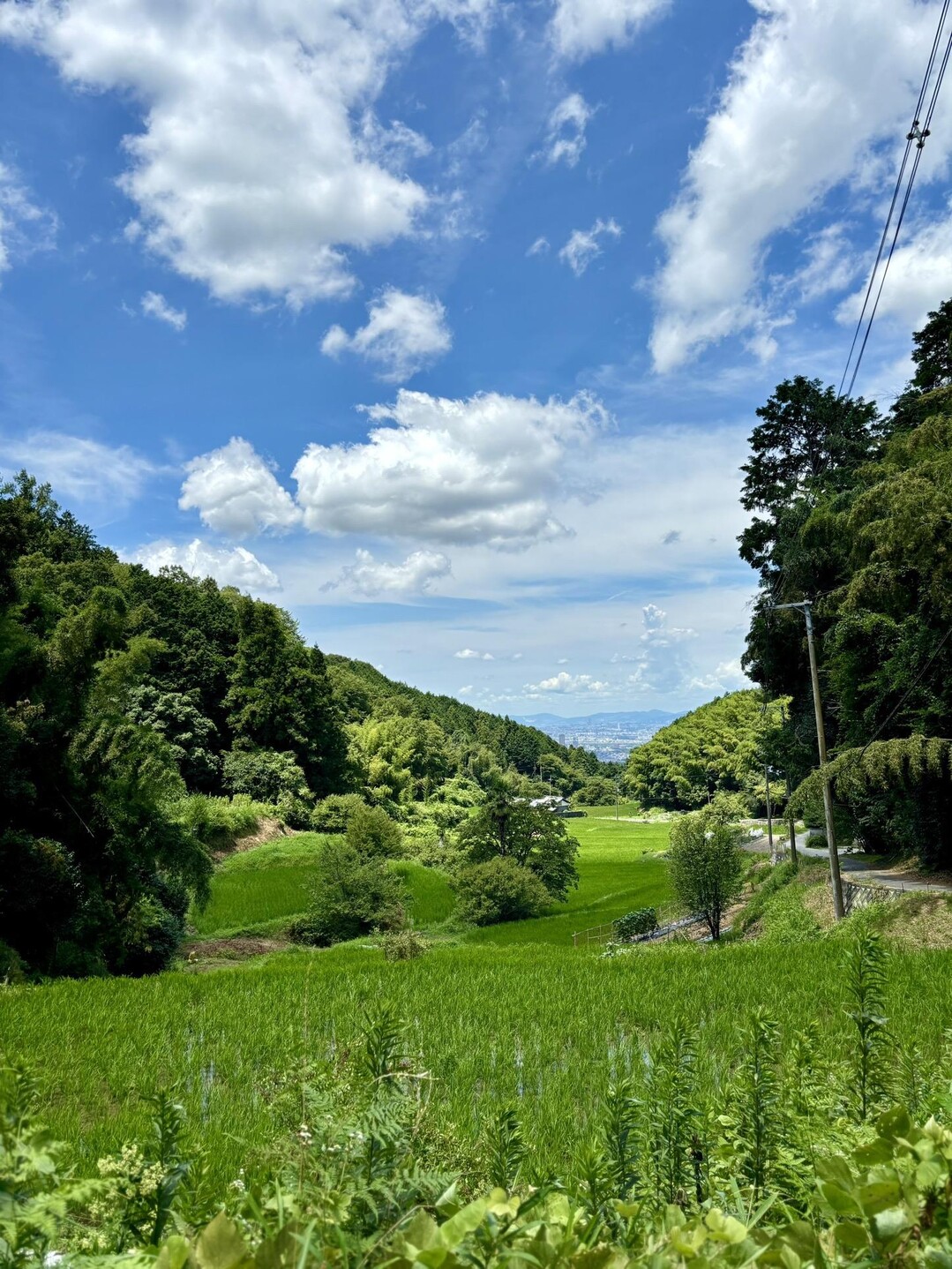 山放題⛰️ / k_ta3736さんの交野山・国見山の活動データ | YAMAP / ヤマップ