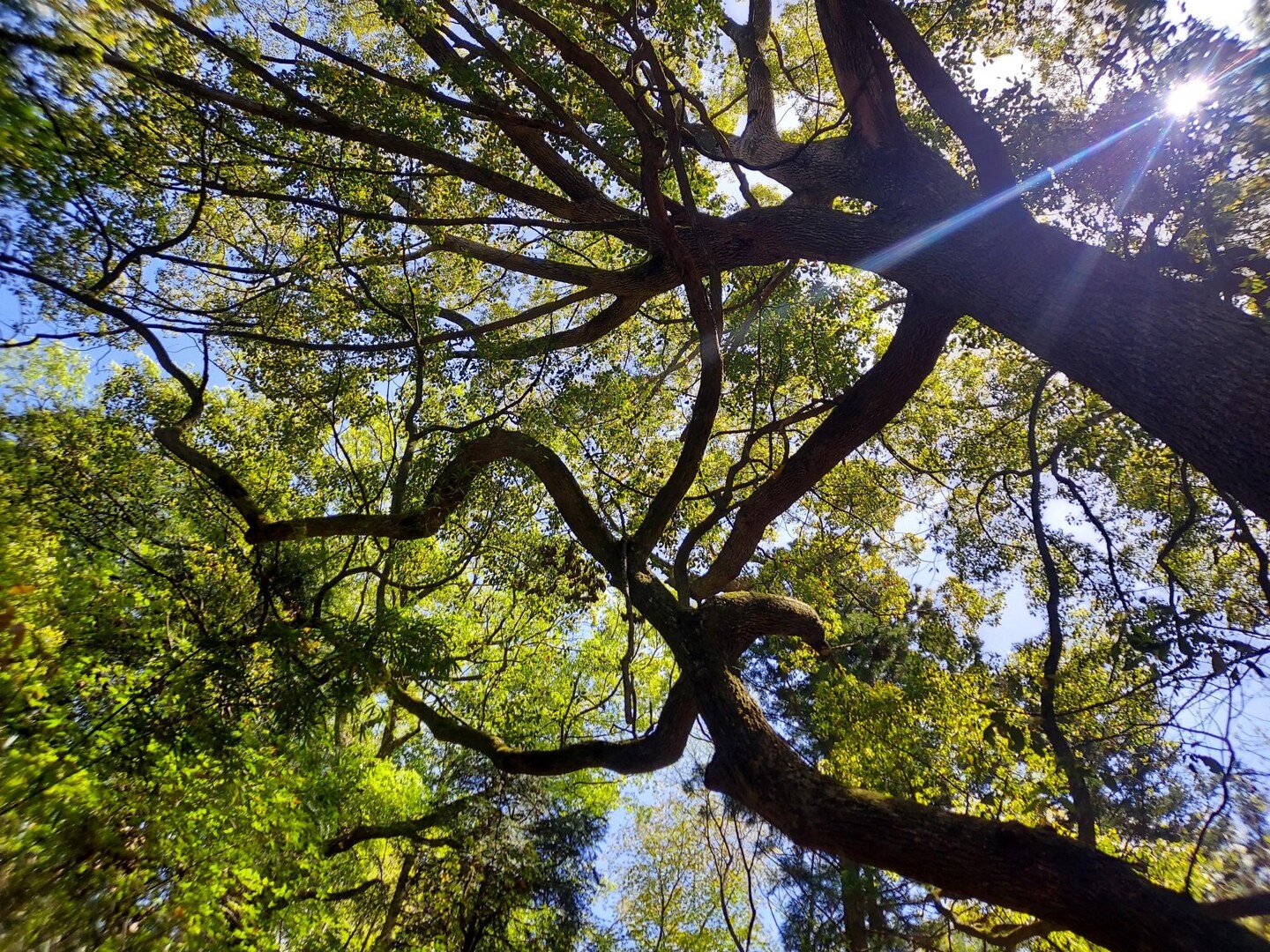 神於山🗻 / ree-koさんの槇尾山（槙尾山）・和泉葛城山・神於山の活動データ | YAMAP / ヤマップ