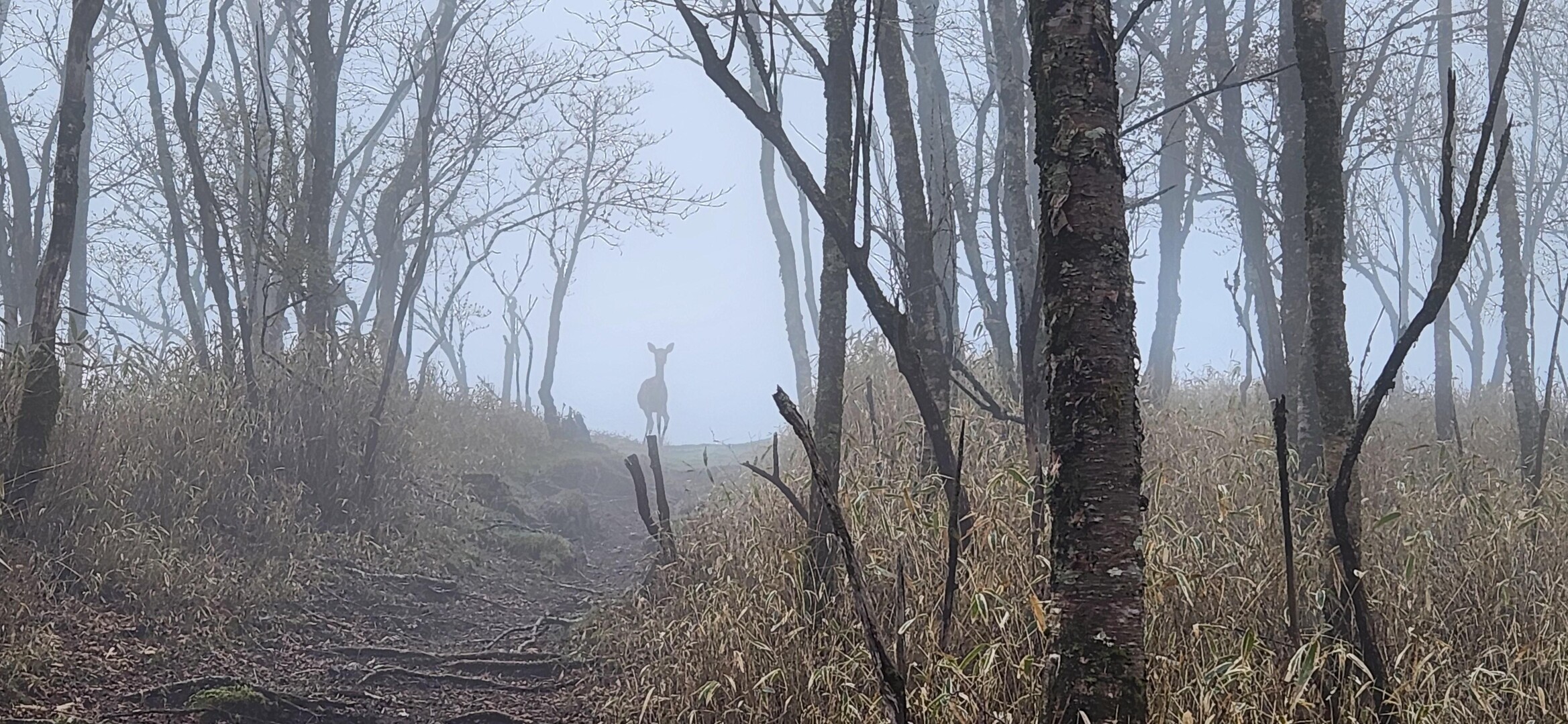 繋げたよ / yasutakaさんの登山の活動データ | YAMAP / ヤマップ