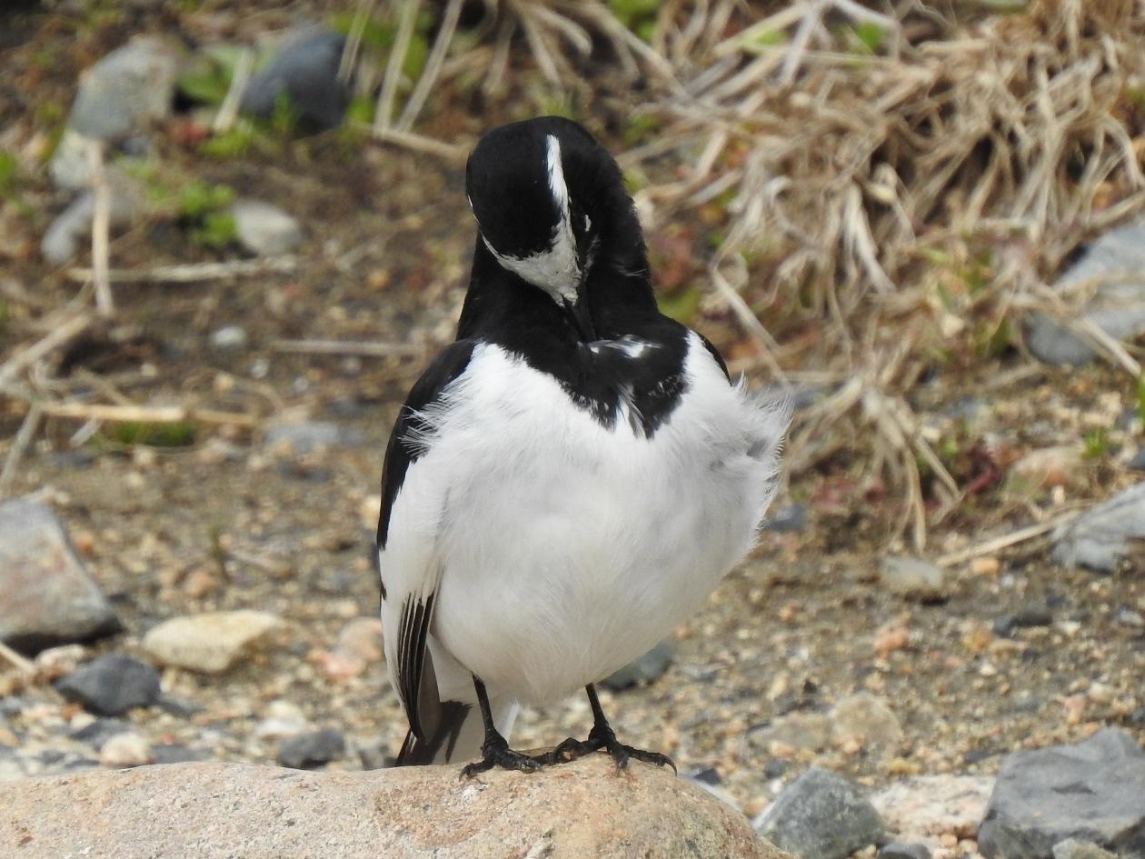 広島県府中市ポムポムの河原にて。 202... / とんぼ草さんのモーメント | YAMAP / ヤマップ
