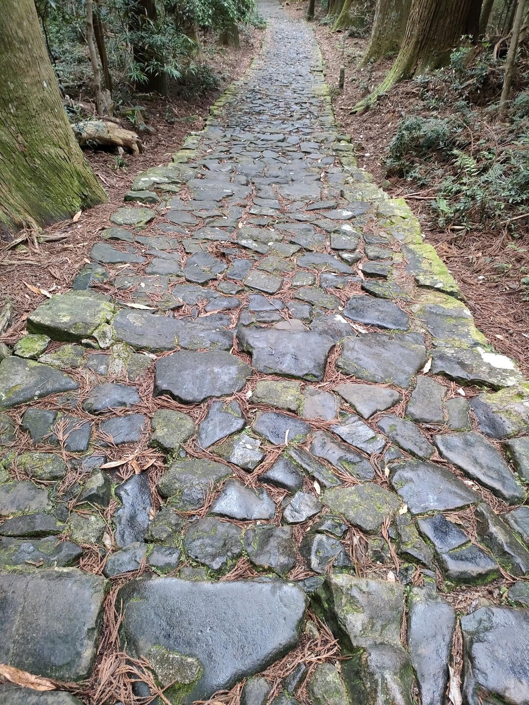 koiさんの投稿したフィールドメモ | YAMAP / ヤマップ