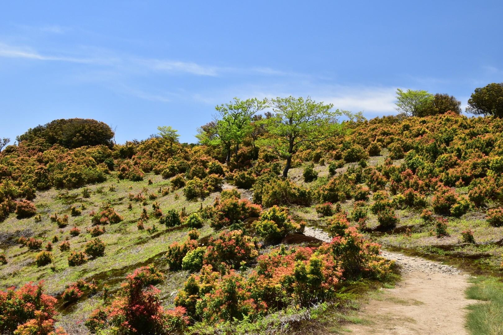 2024/5/5 竜ヶ岳 / yama AGさんの竜ヶ岳の活動データ | YAMAP / ヤマップ