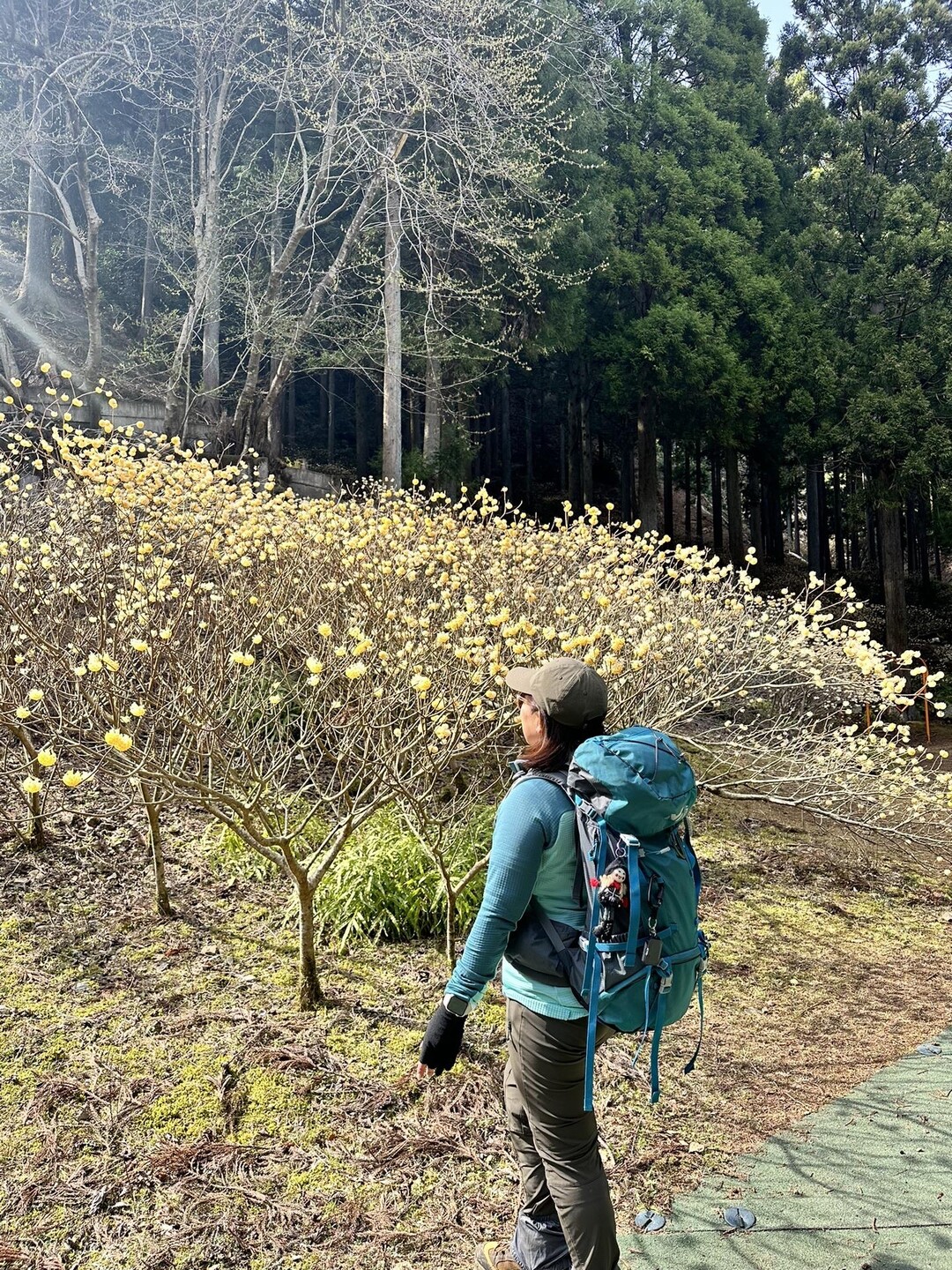 大山〜不動尻ミツマタ🌼 / koronさんの大山の活動データ | YAMAP / ヤマップ