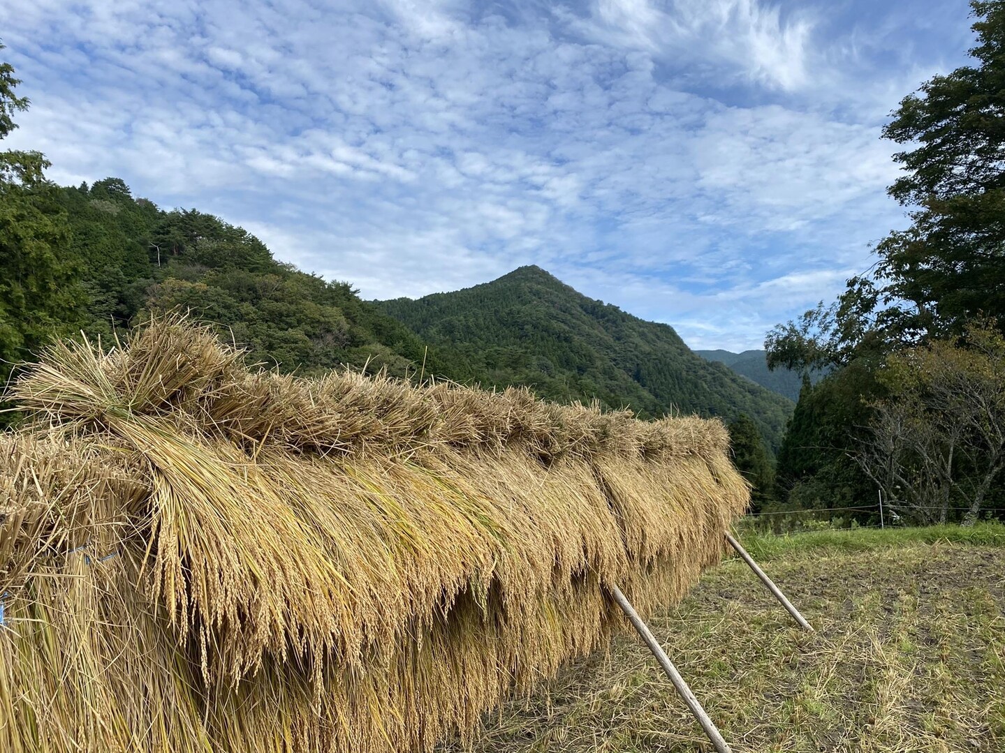 9月25日 今年も無事に、稲刈り終りまし... / Naoさんのモーメント | YAMAP / ヤマップ