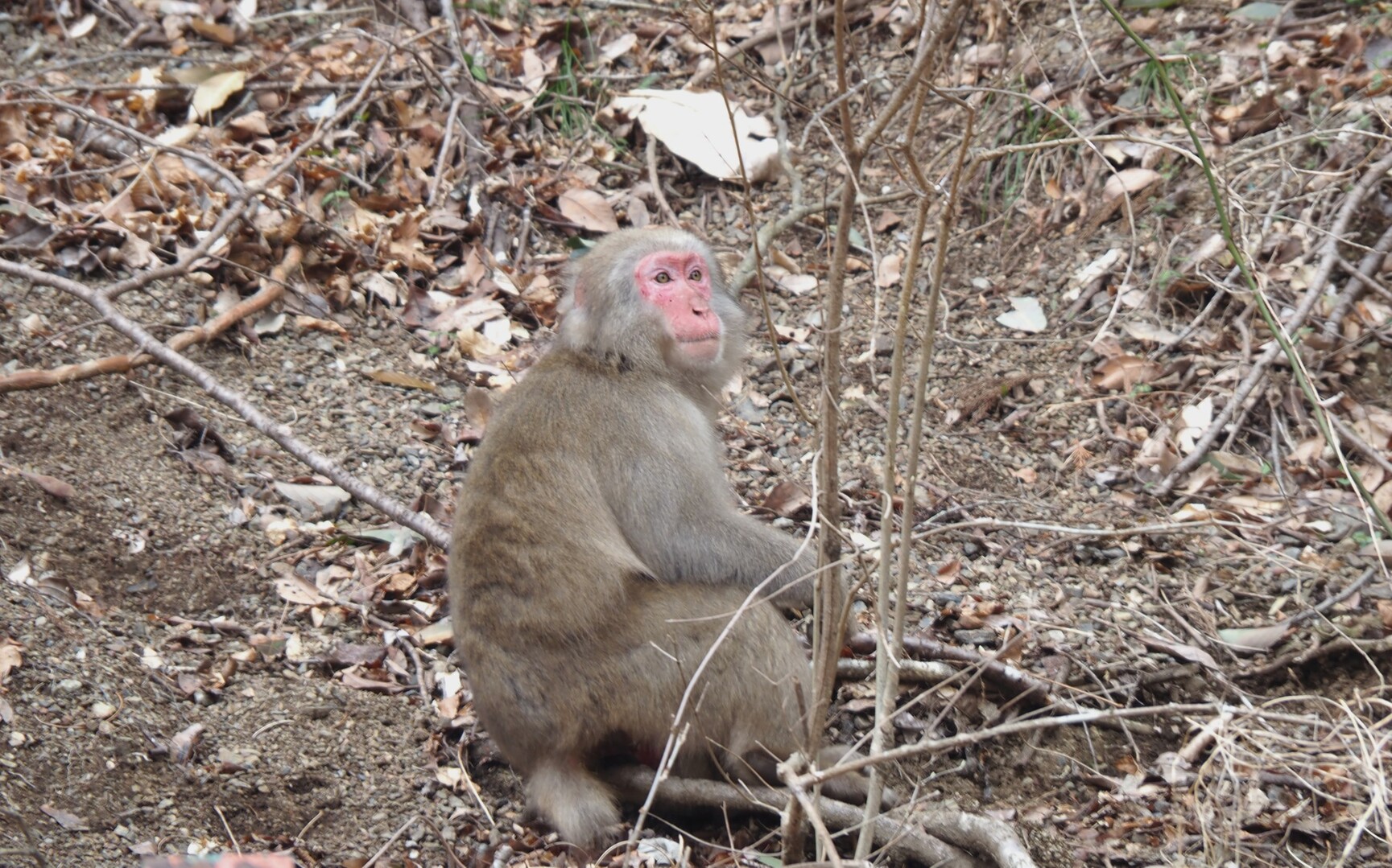 棒ノ嶺(棒ノ折山) / fujihiroさんの棒ノ折山（棒ノ嶺）の活動データ | YAMAP / ヤマップ