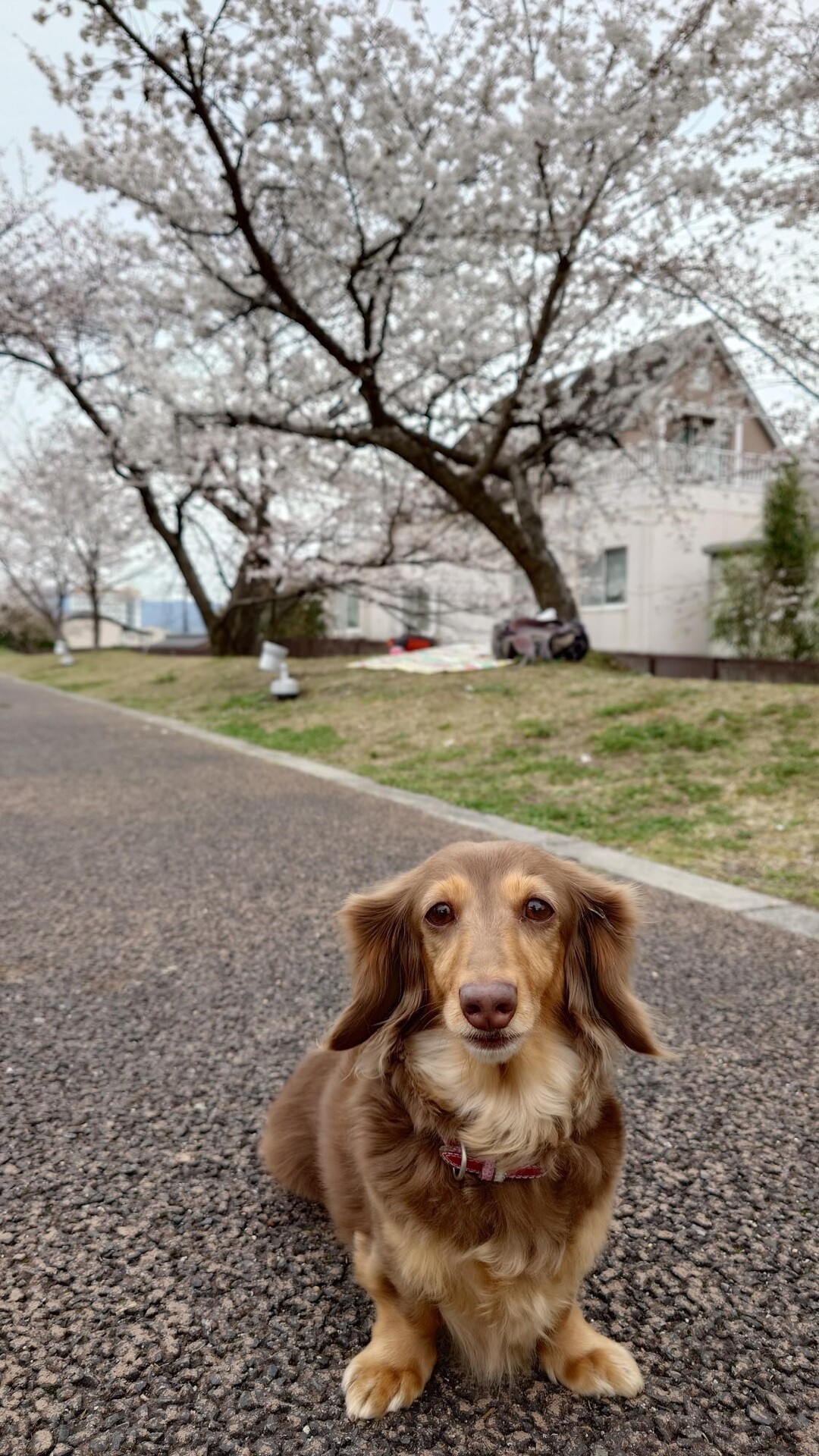 3日前の火曜日は草津のde愛ひろばで夜桜... / Pakkun🚶 & もんちむ🐒さんのモーメント | YAMAP / ヤマップ