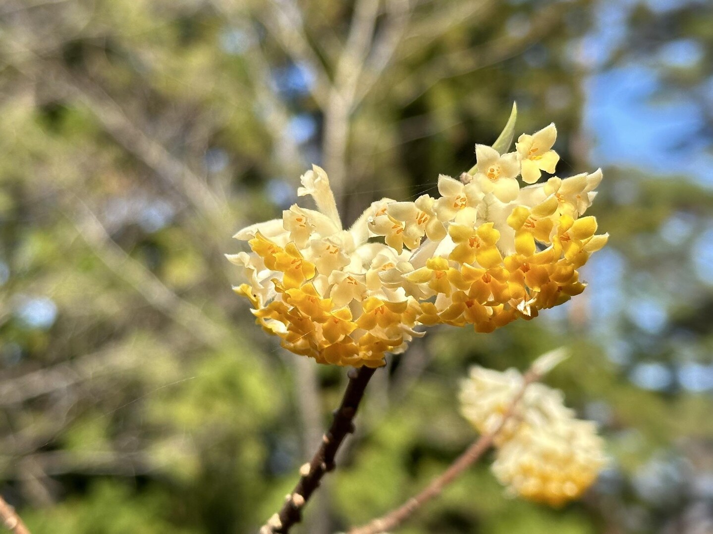 都留アルプスのミツマタ / e_kuneさんの御正体山・杓子山・石割山の活動データ | YAMAP / ヤマップ