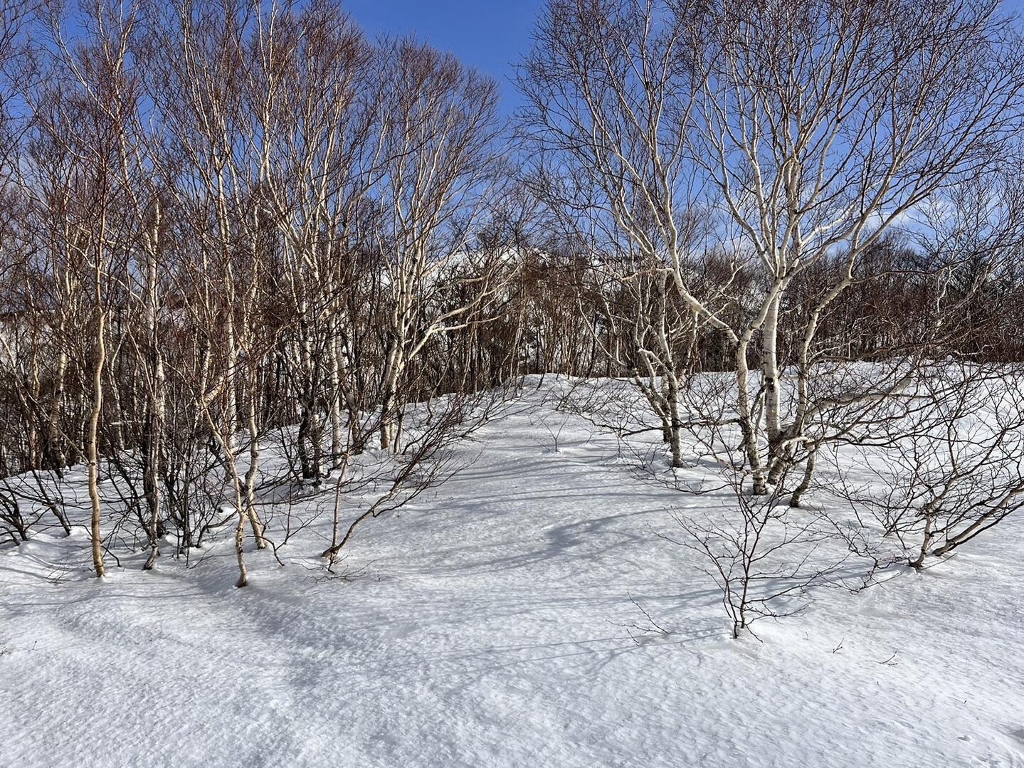 小四阿・中四阿・四阿山 / tjさんの四阿山・根子岳の活動データ | YAMAP / ヤマップ