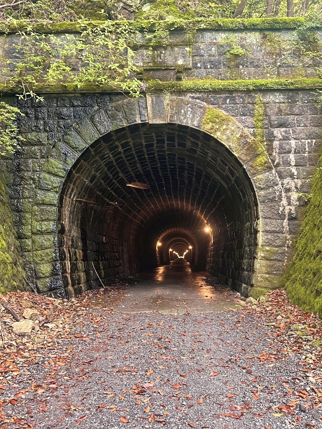 小雨の天城縦走(万二郎岳・万三郎岳・小岳) / 白柴rinさんの天城山・鉢ノ山・三筋山の活動データ | YAMAP / ヤマップ