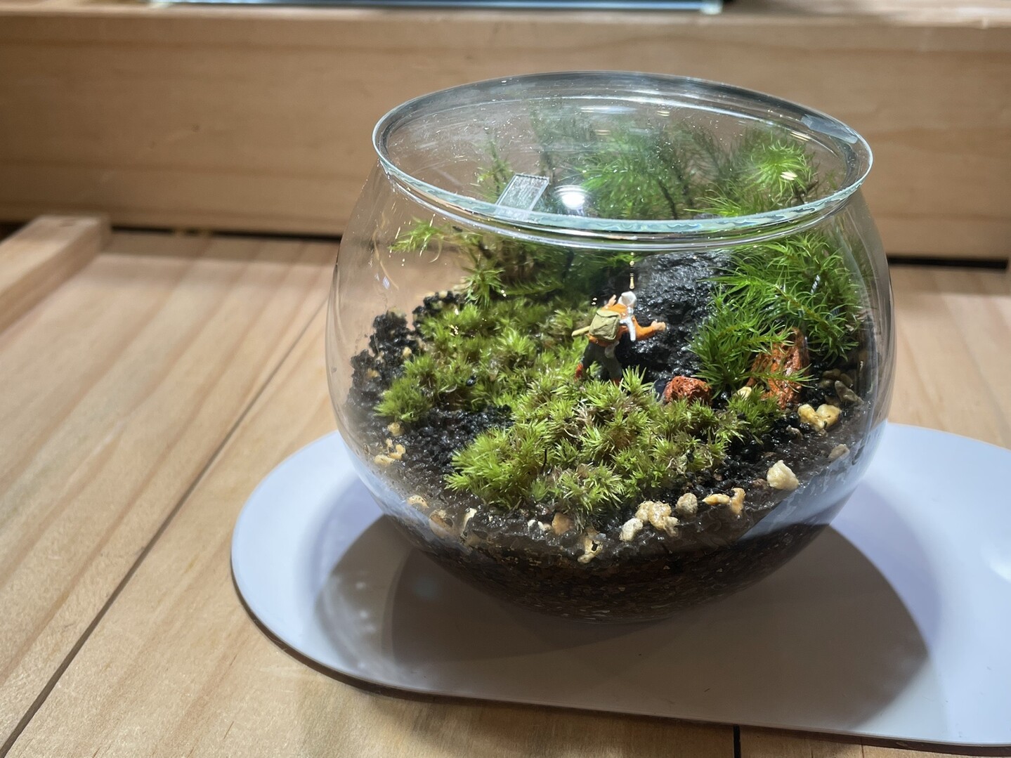 苔リウムを初めて作りました。 奥深さを感... / ’naoさんのモーメント | YAMAP / ヤマップ