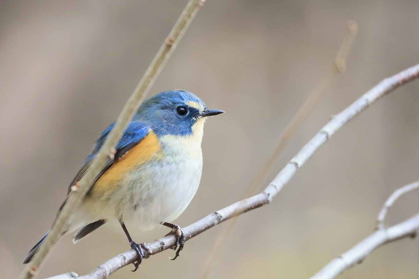 今日の鳥活🐦⸒⸒Vol.41 気温0~... / 信さん家(ち)さんのモーメント | YAMAP / ヤマップ
