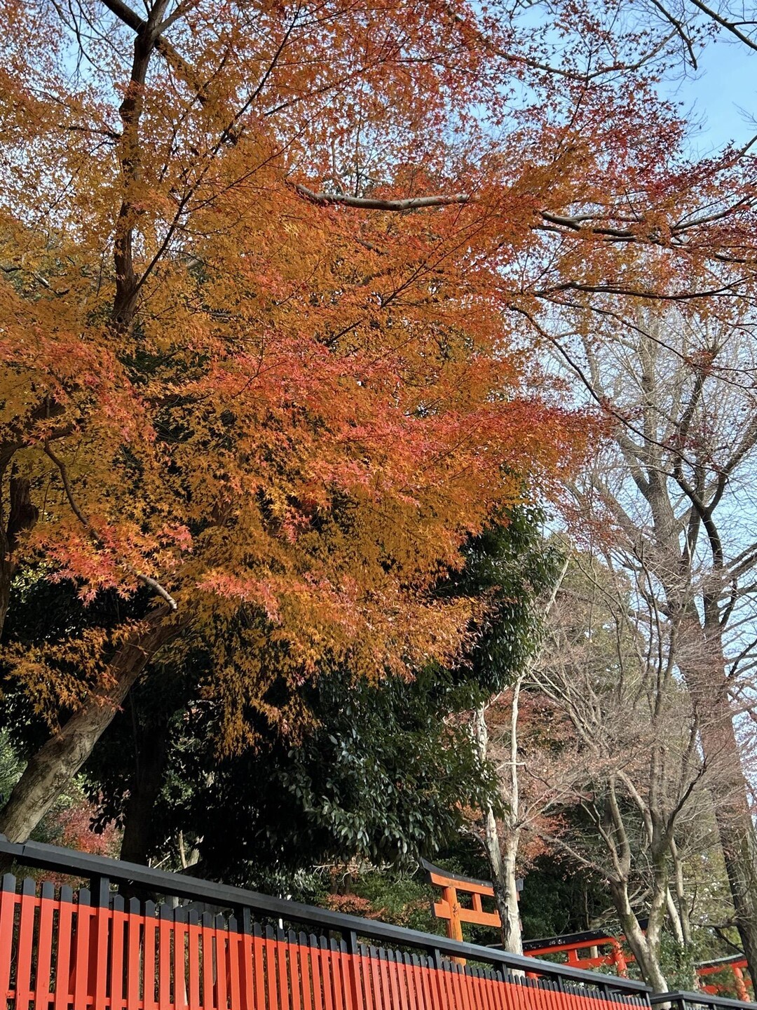 天王山・サントリー山 / Gucci Gucciさんのポンポン山・釈迦岳・小塩山・若山の活動データ | YAMAP / ヤマップ