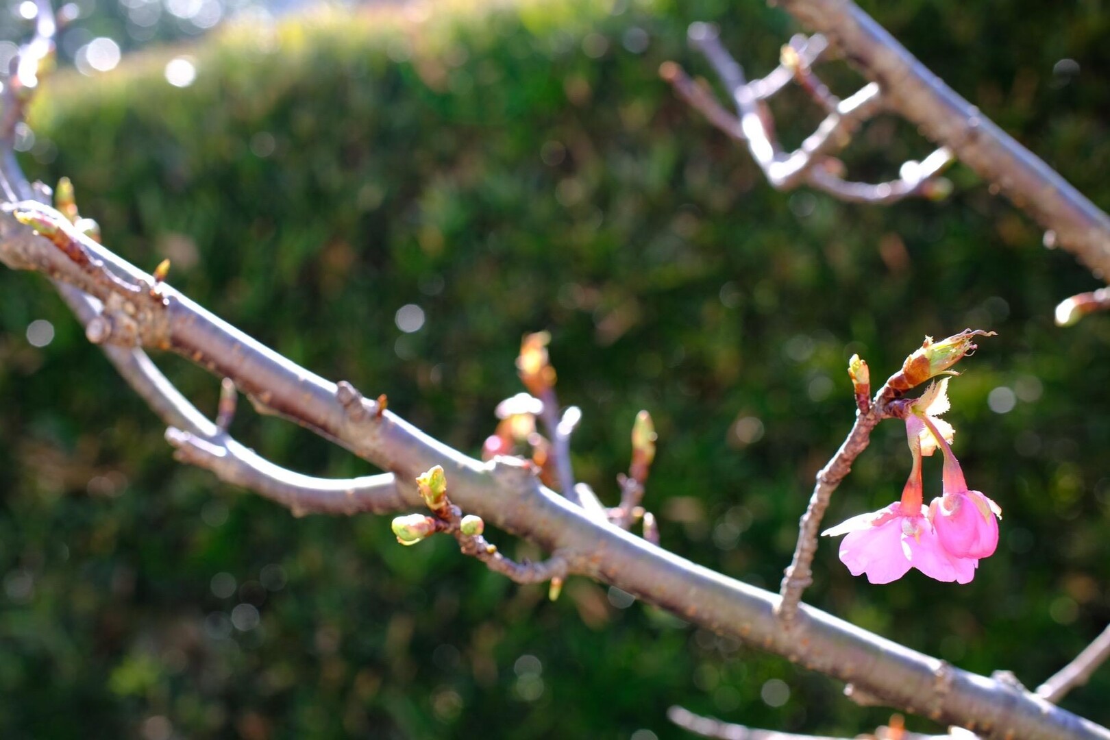 2024/2/3 河津桜開花、植樹から6... / Mt.Togamiさんのモーメント | YAMAP / ヤマップ