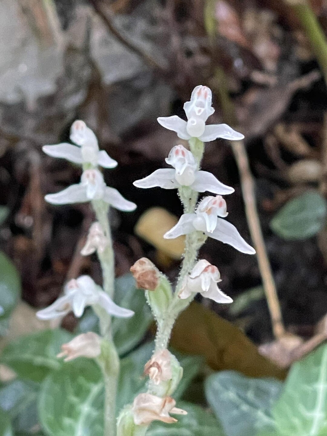 筑波山👻 / RABU・TENさんの筑波山の活動データ | YAMAP / ヤマップ